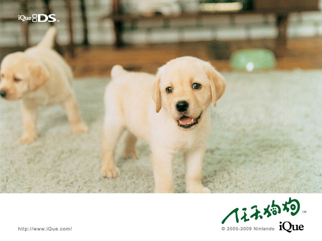Nintendogs Wallpapers - Wallpaper Cave