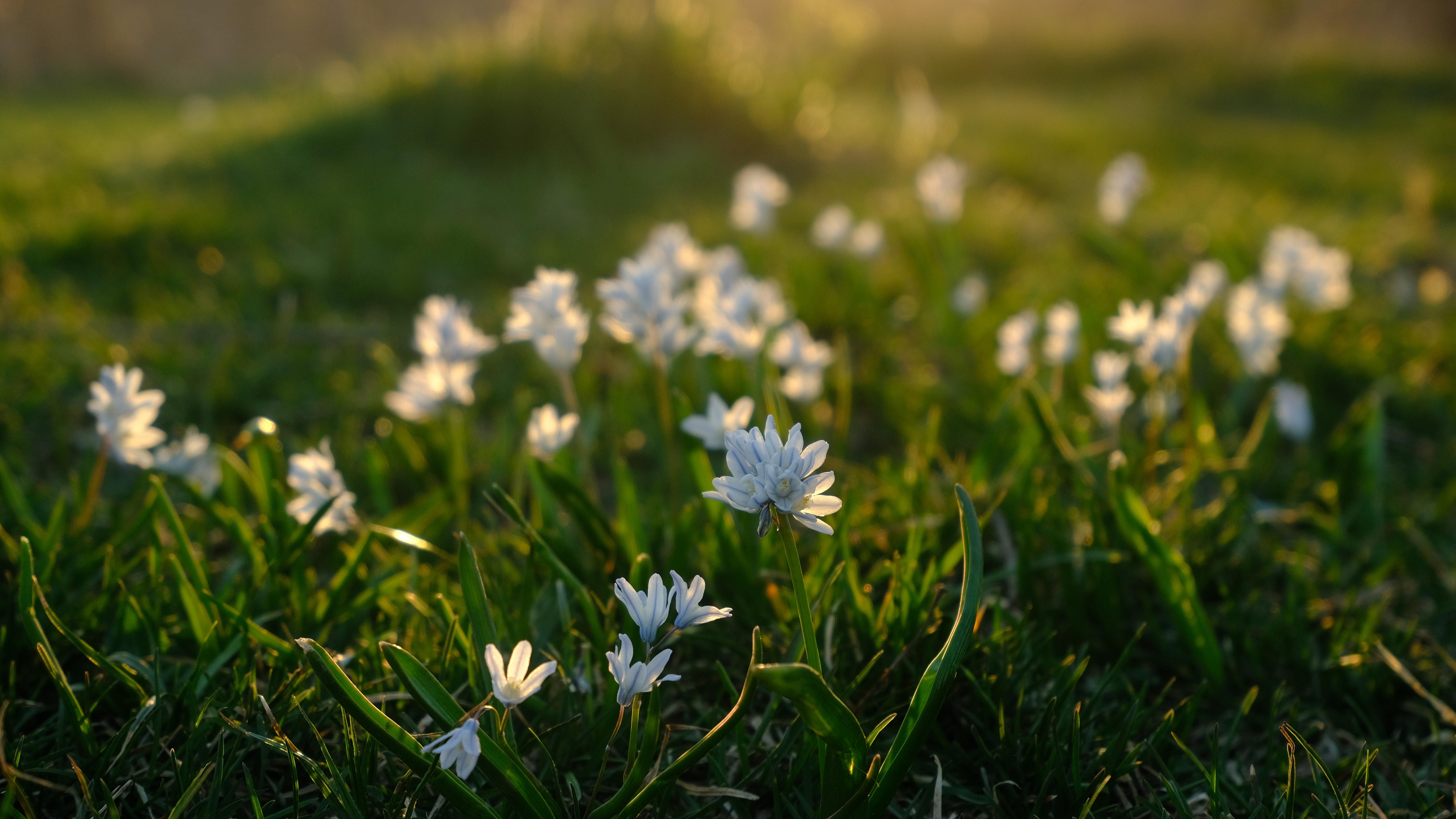 Grass And Flowers Wallpapers - Wallpaper Cave