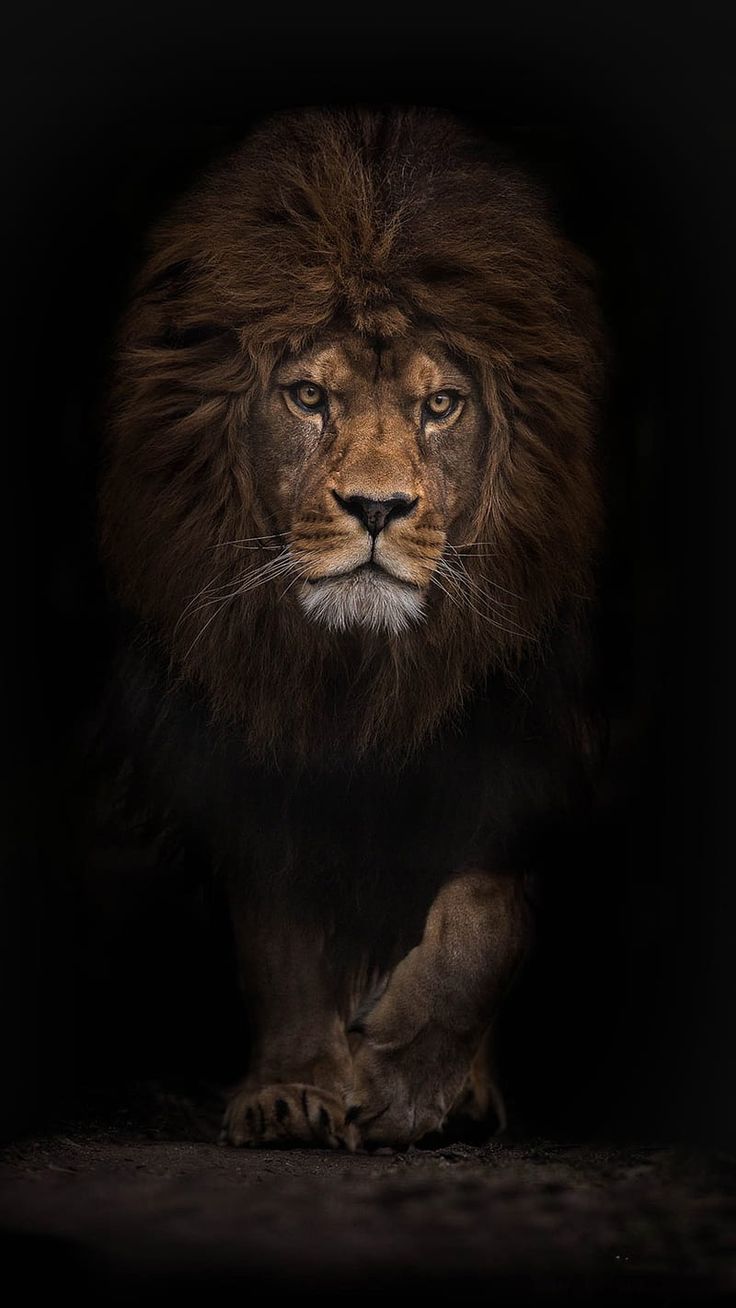 Fierce Lion Wallpapers - Wallpaper Cave