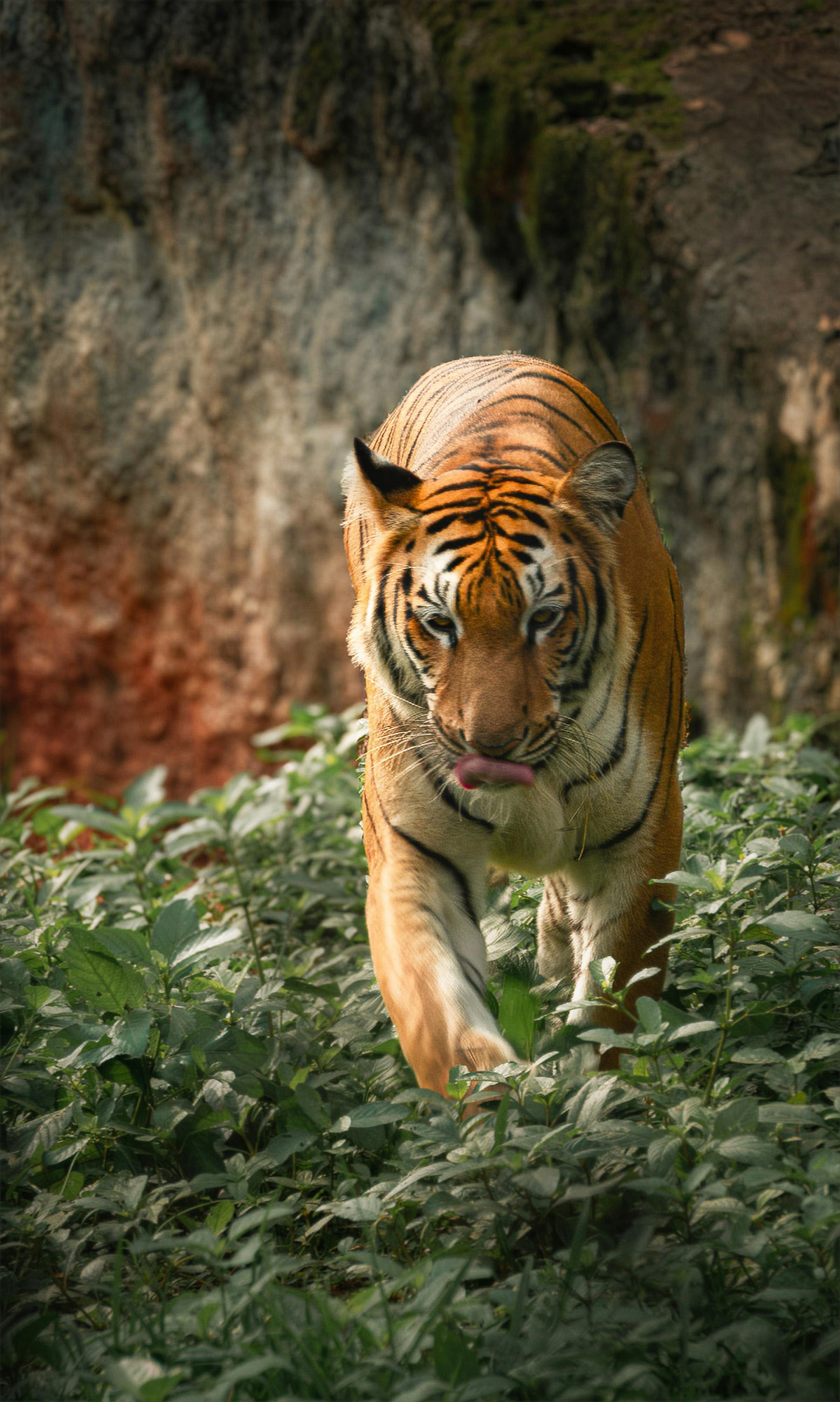 Tiger Forest Wallpapers - Wallpaper Cave