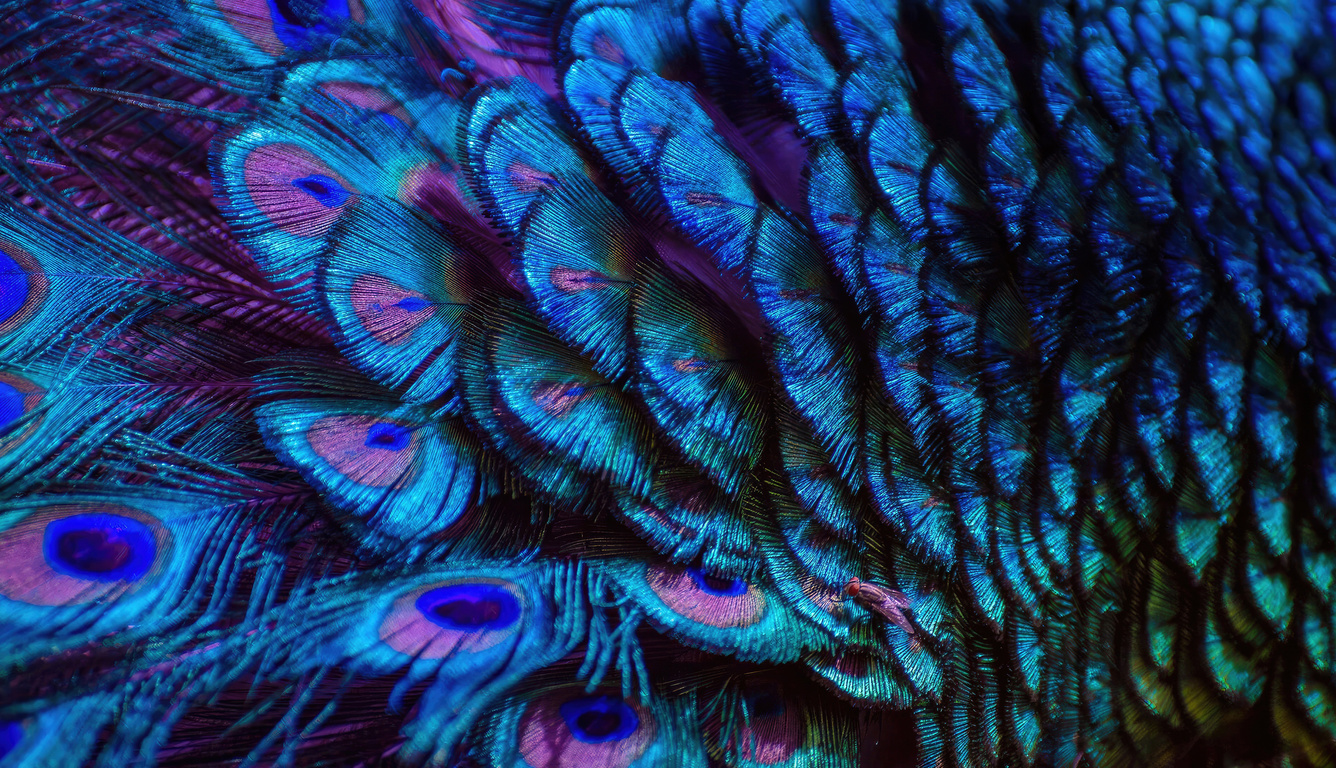 Splendid Wallpapers - Wallpaper Cave