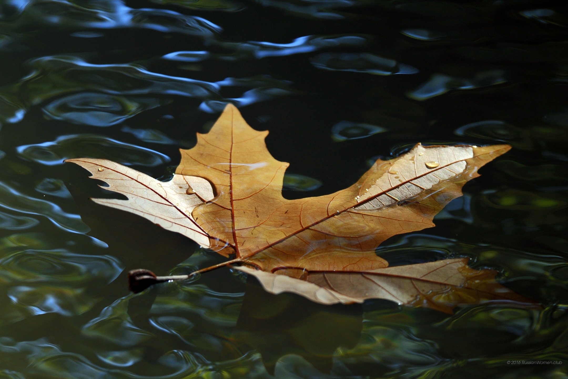 Splendid Wallpapers - Wallpaper Cave