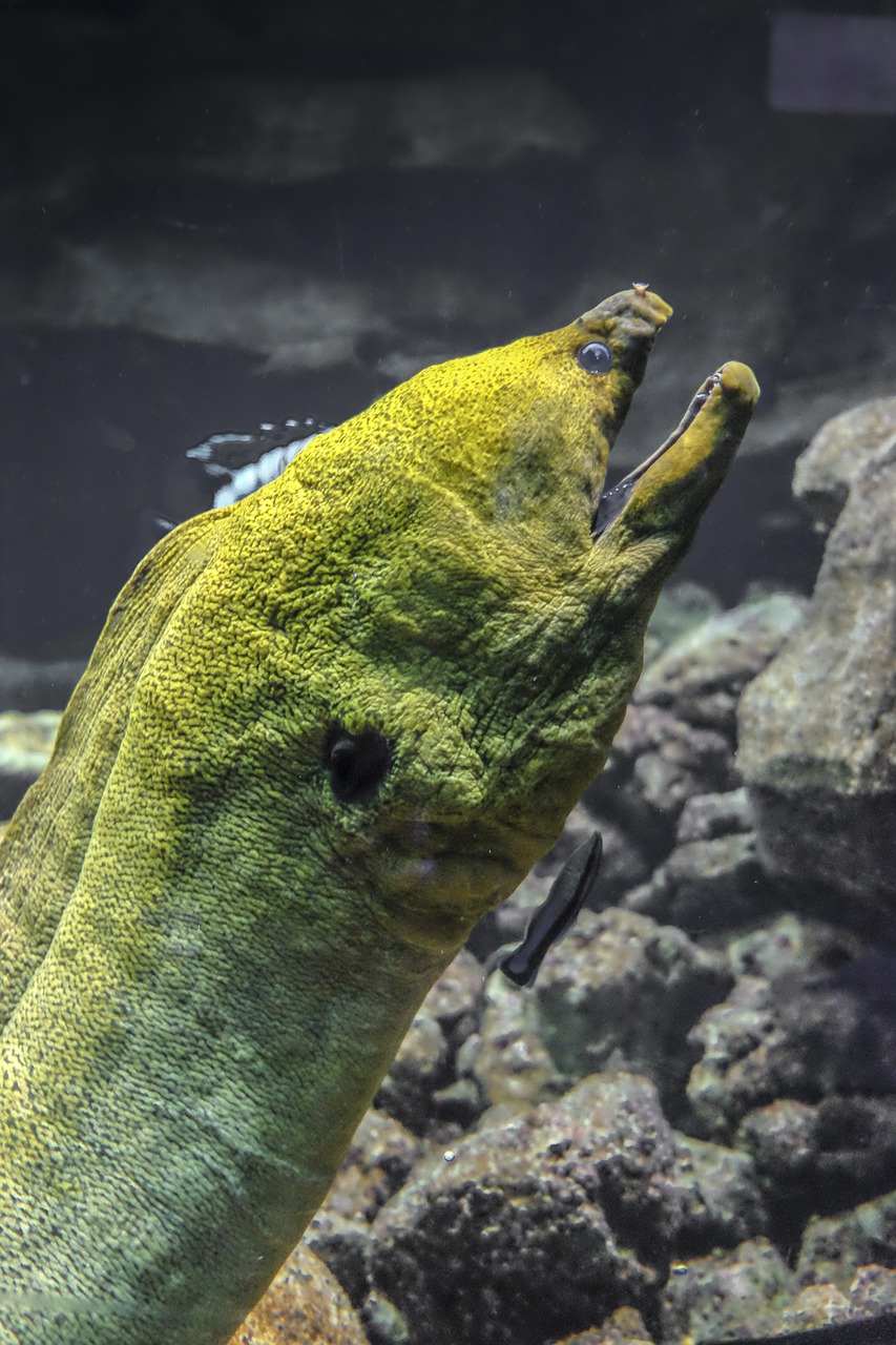 Eel Wallpapers - Wallpaper Cave