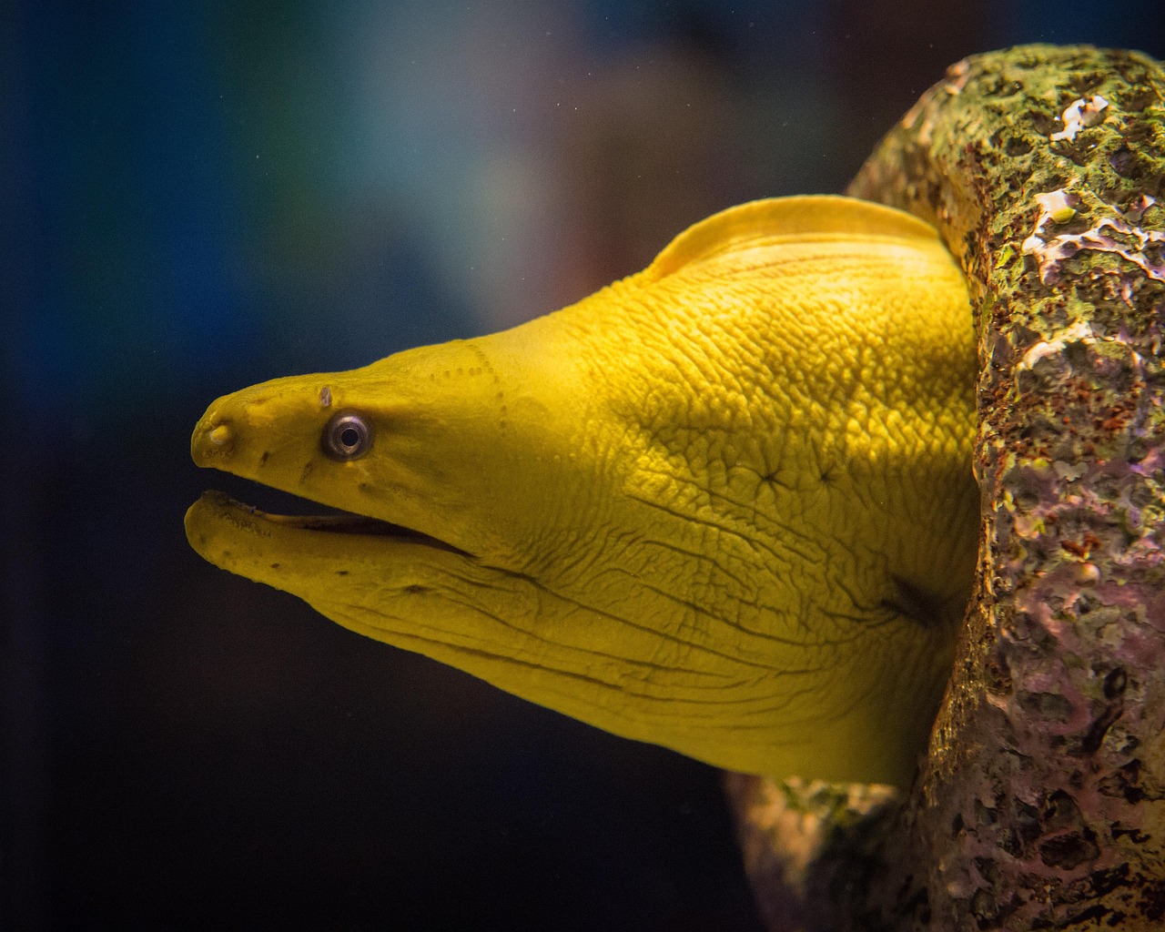 Eel Wallpapers - Wallpaper Cave