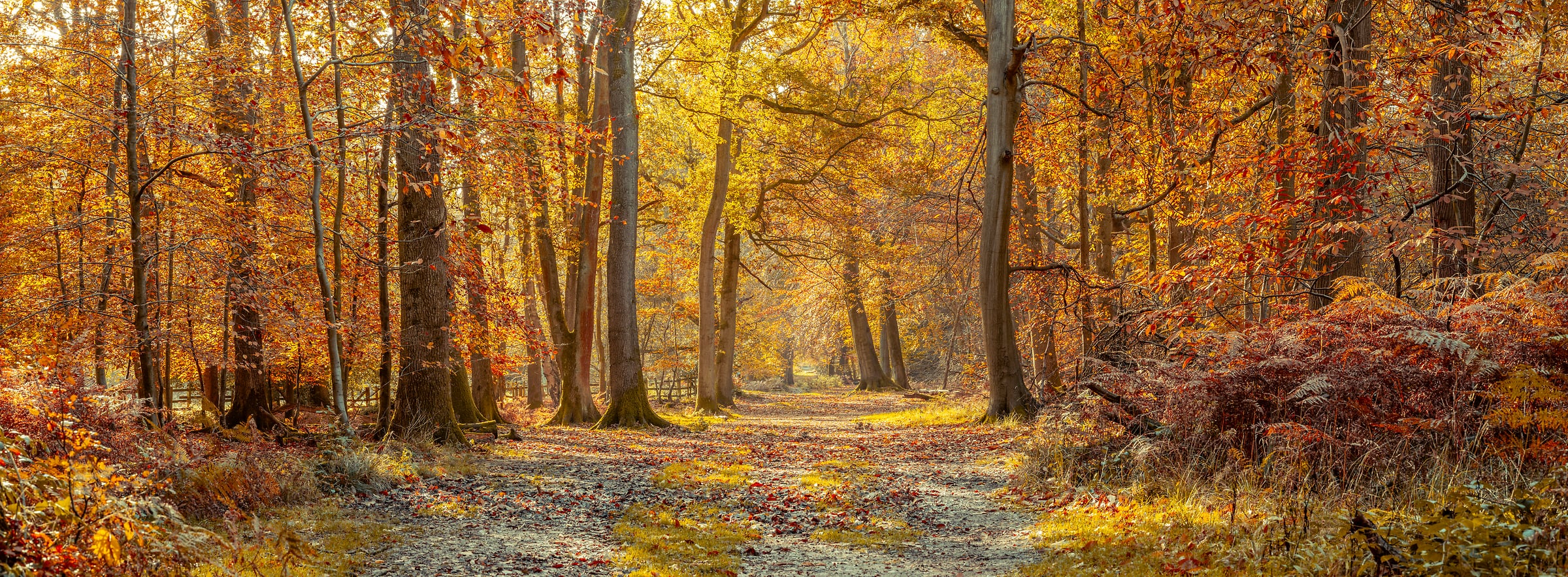 Woods Autumn Wallpapers - Wallpaper Cave