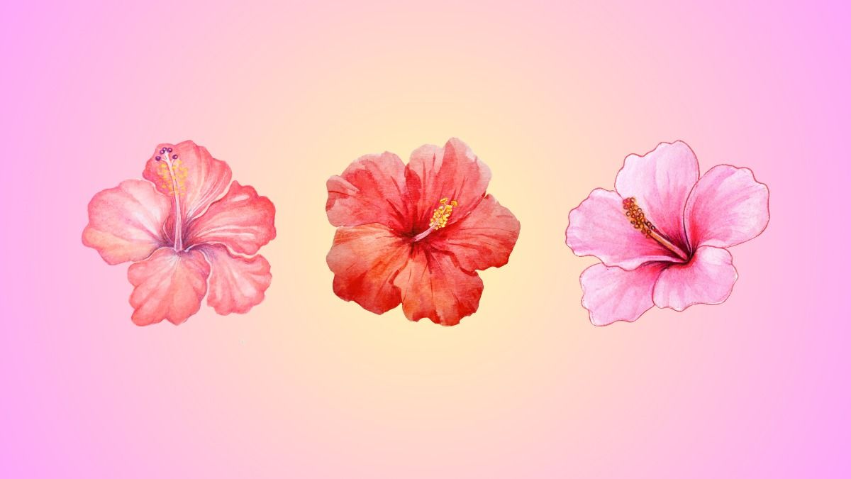 Hibiscus Laptop Wallpapers - Wallpaper Cave
