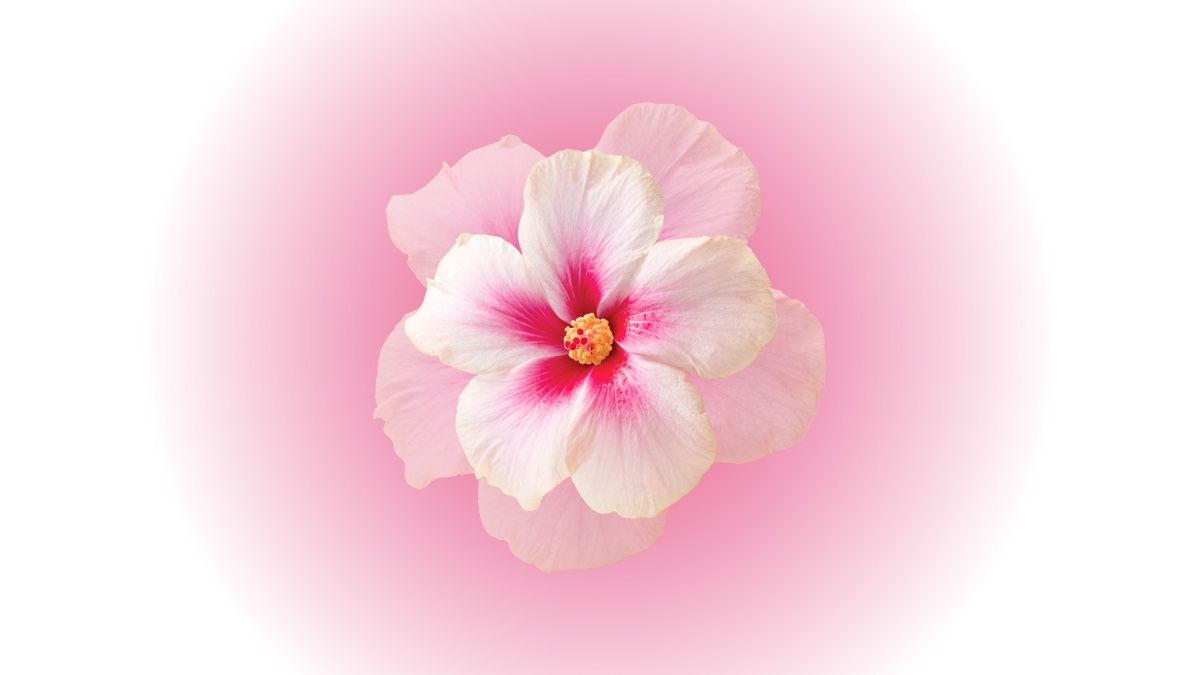 Hibiscus Laptop Wallpapers - Wallpaper Cave
