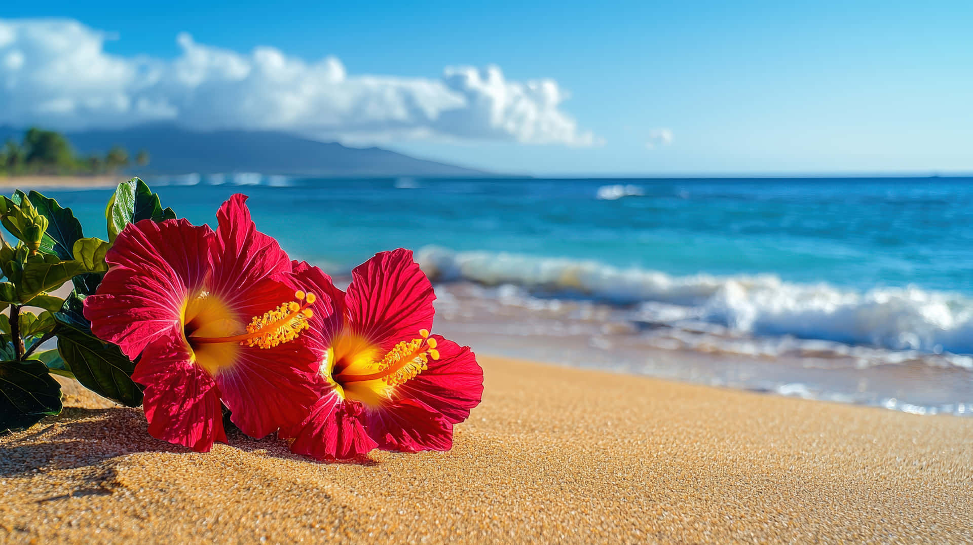 Hibiscus Laptop Wallpapers - Wallpaper Cave