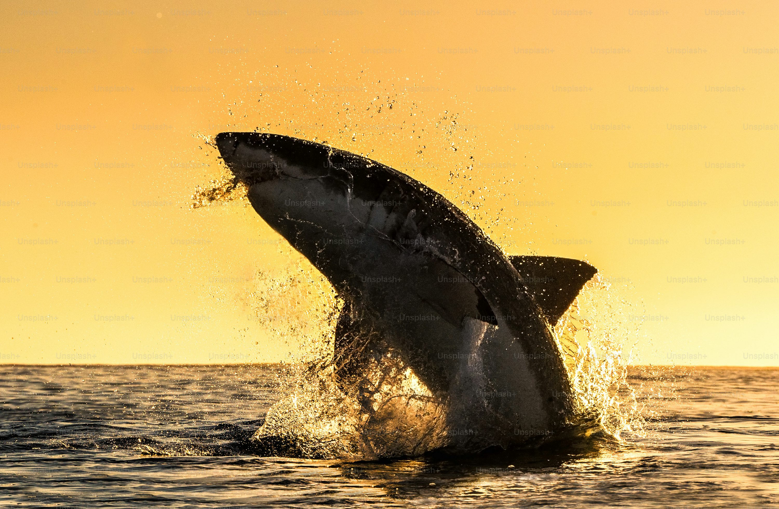 Ocean Animals Laptop Wallpapers - Wallpaper Cave