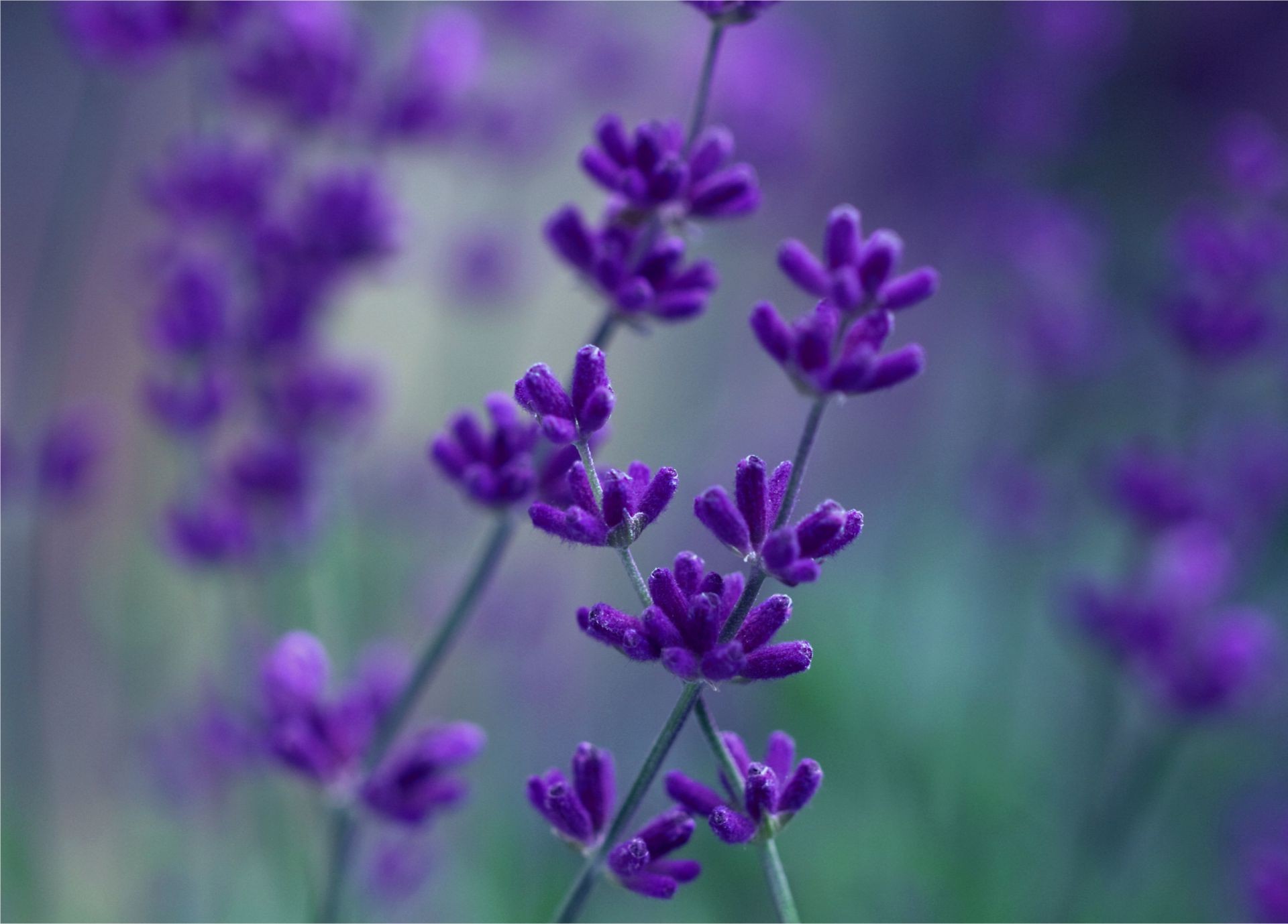 Summer Purple Desktop Wallpapers - Wallpaper Cave