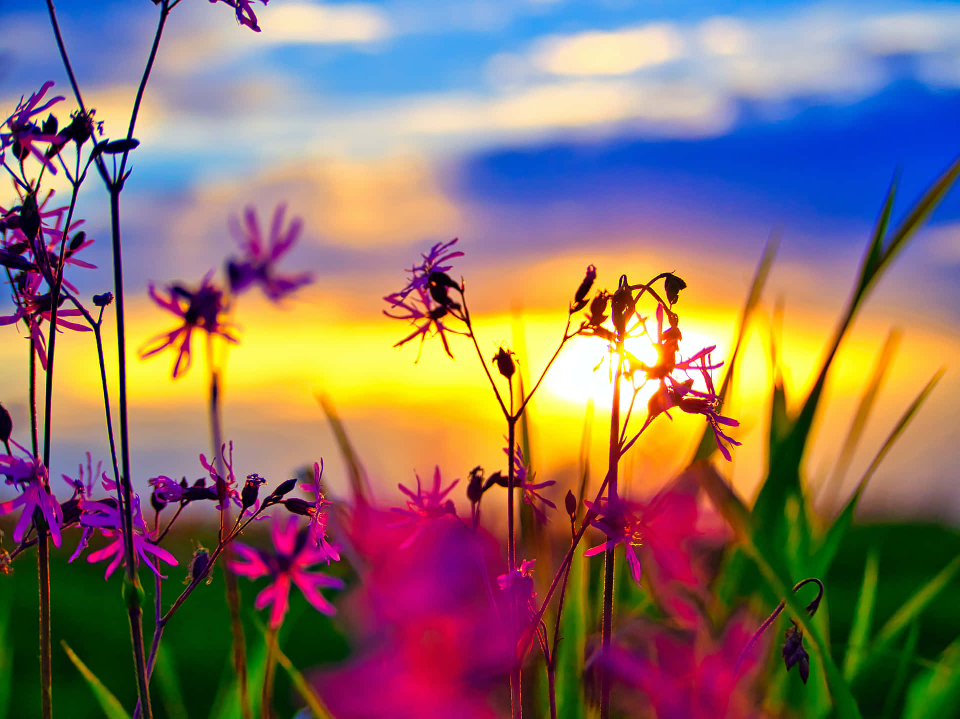 Summer Purple Desktop Wallpapers - Wallpaper Cave