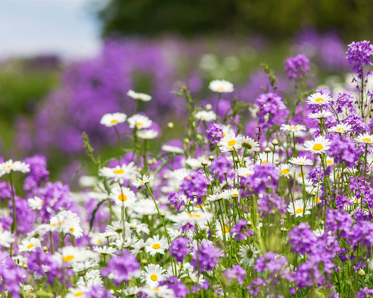 Summer Purple Desktop Wallpapers - Wallpaper Cave