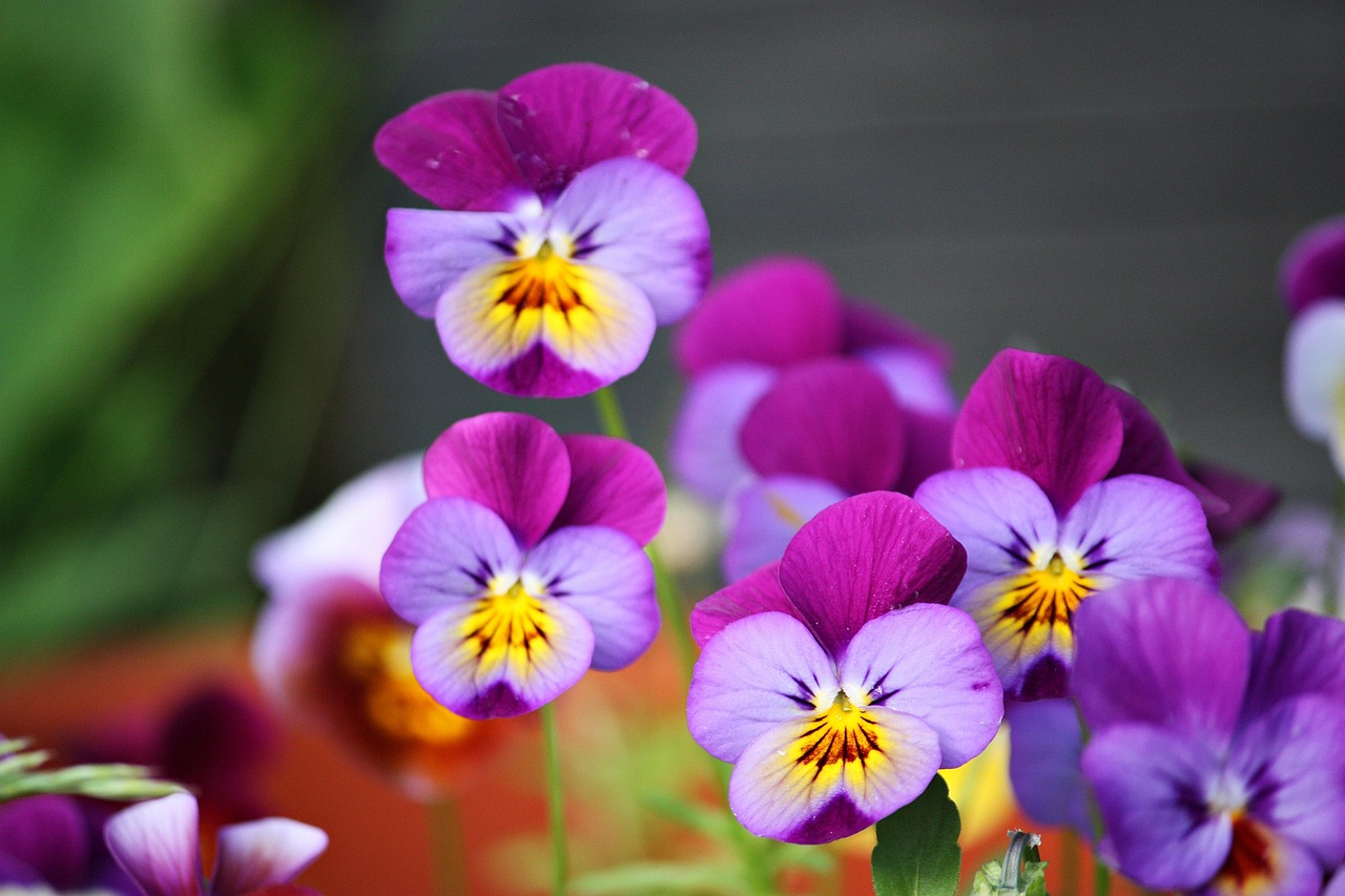 Summer Purple Desktop Wallpapers - Wallpaper Cave