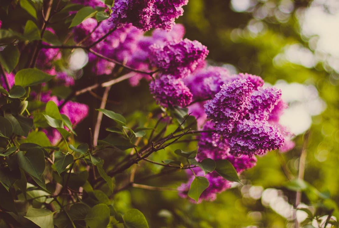 Summer Purple Desktop Wallpapers - Wallpaper Cave