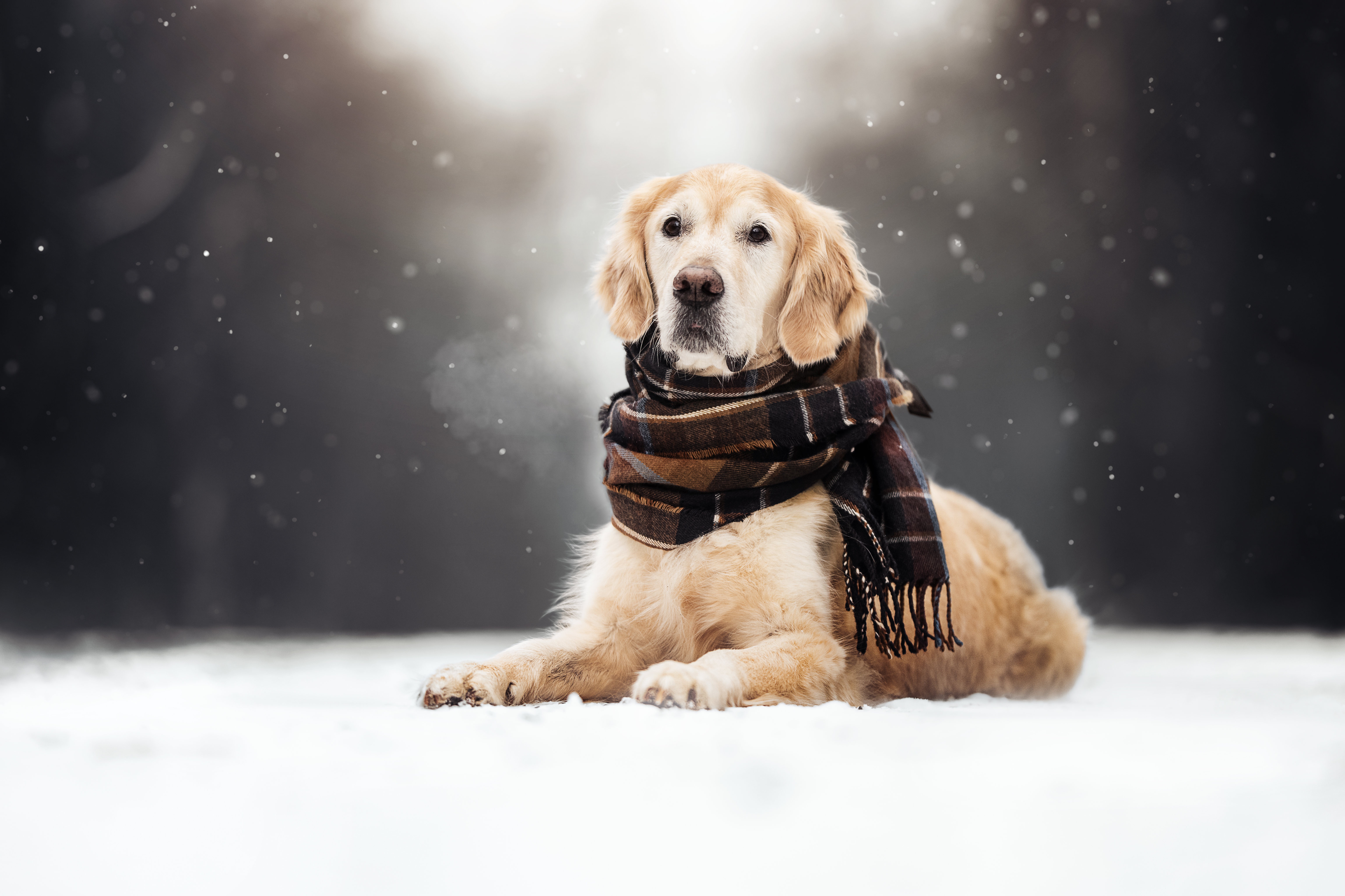 Golden Retriever Desktop Wallpapers - Wallpaper Cave