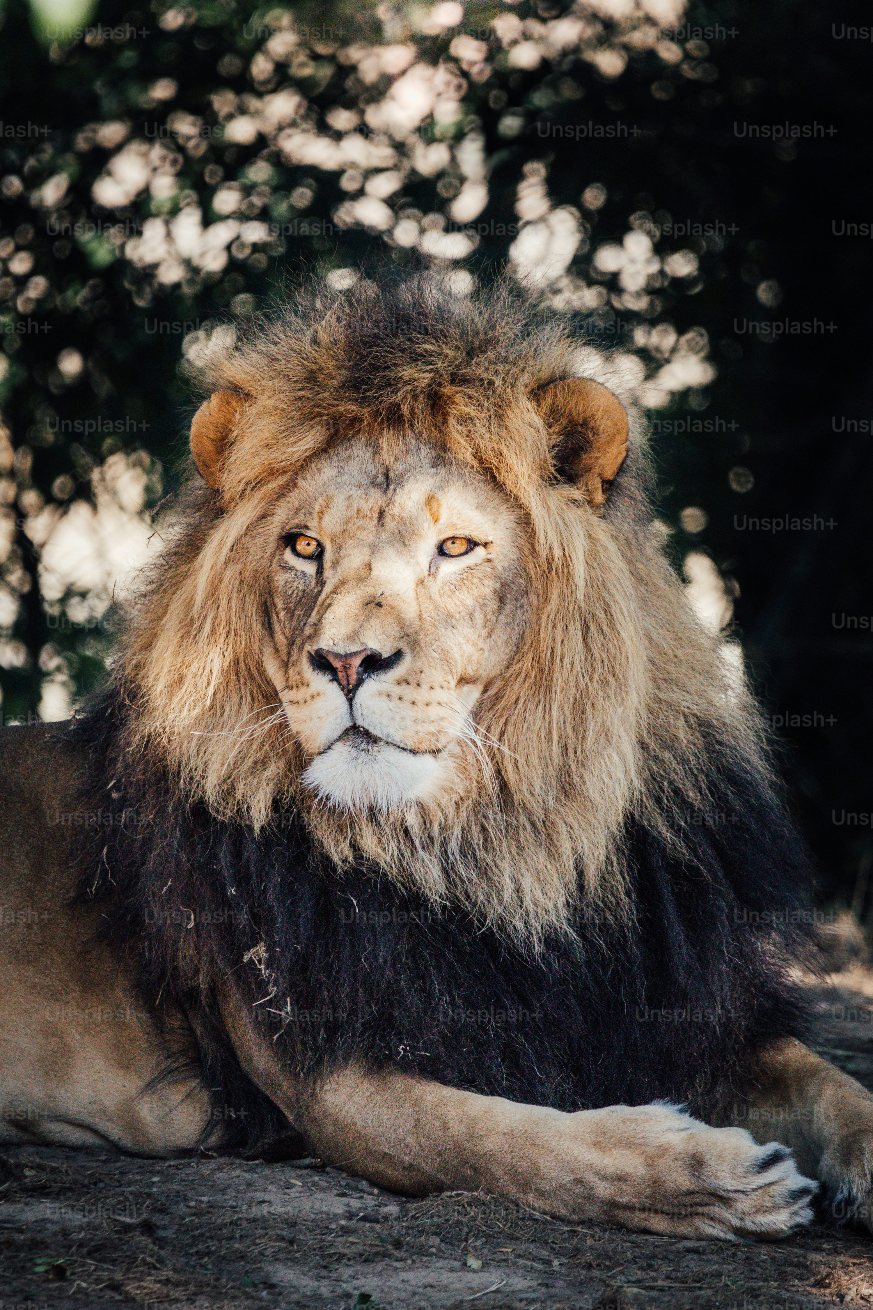 Lion Male Wallpapers - Wallpaper Cave