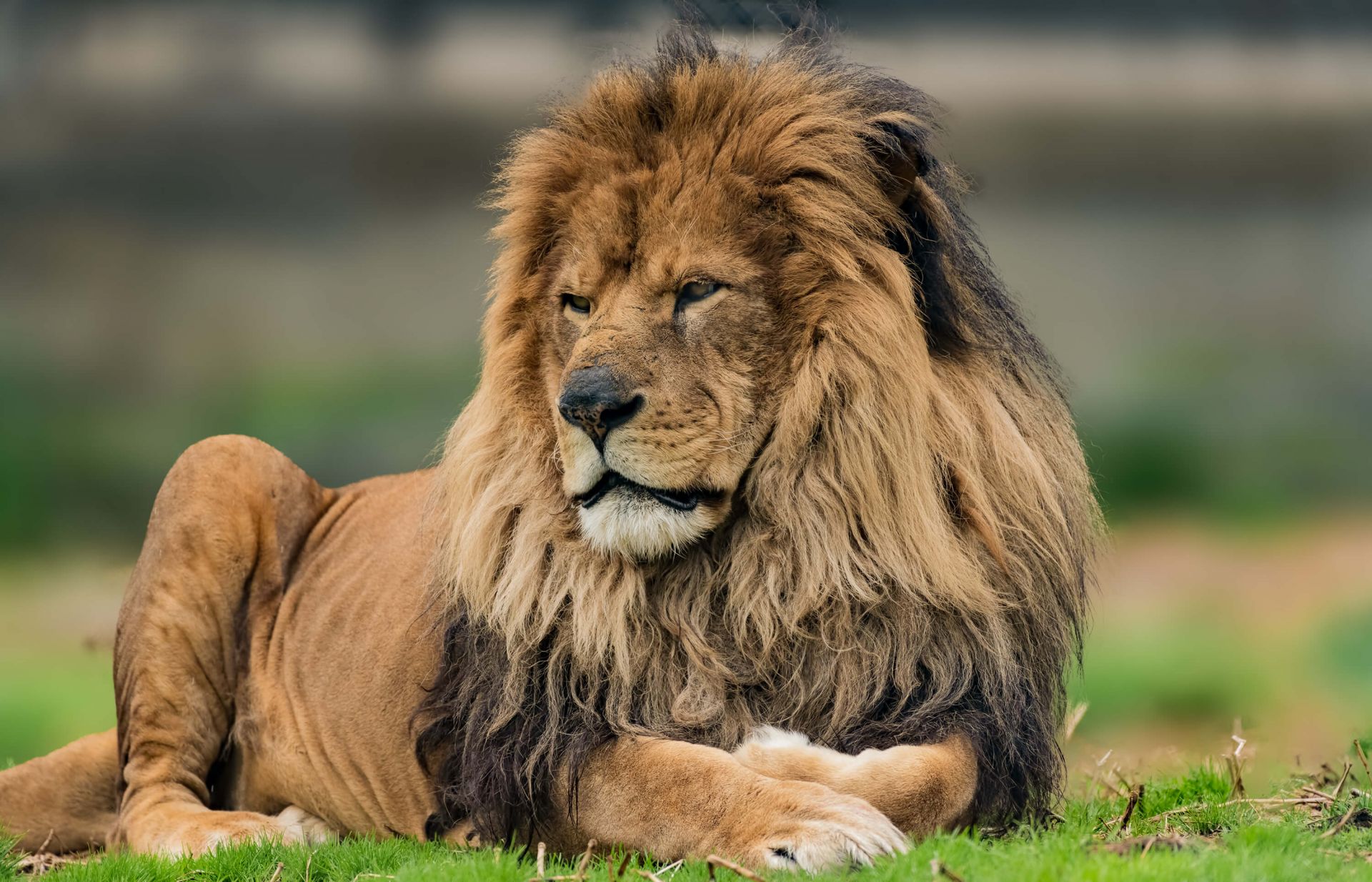 Lion Male Wallpapers - Wallpaper Cave