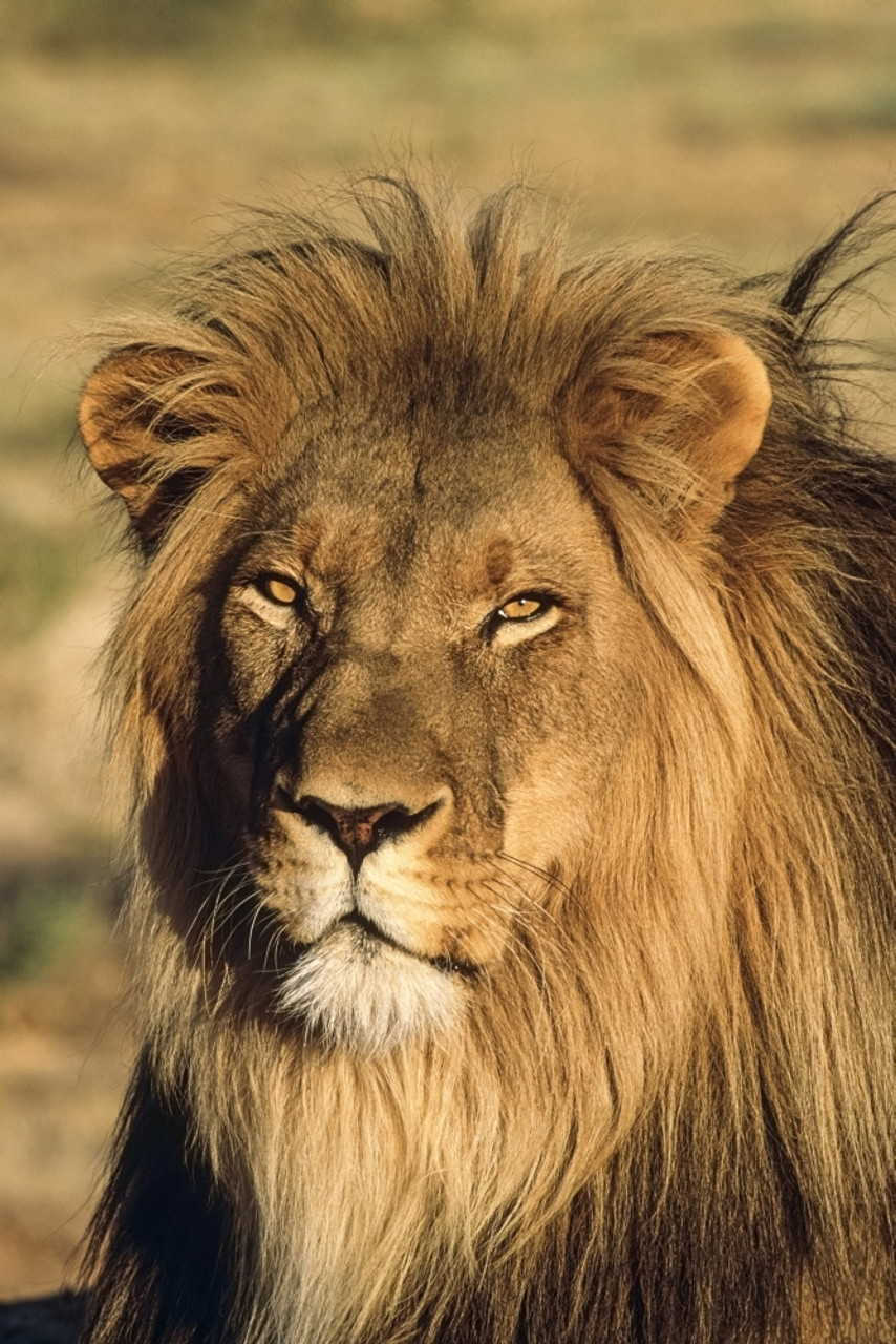 Lion Male Wallpapers - Wallpaper Cave