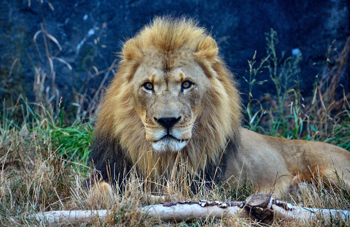 Lion Male Wallpapers - Wallpaper Cave