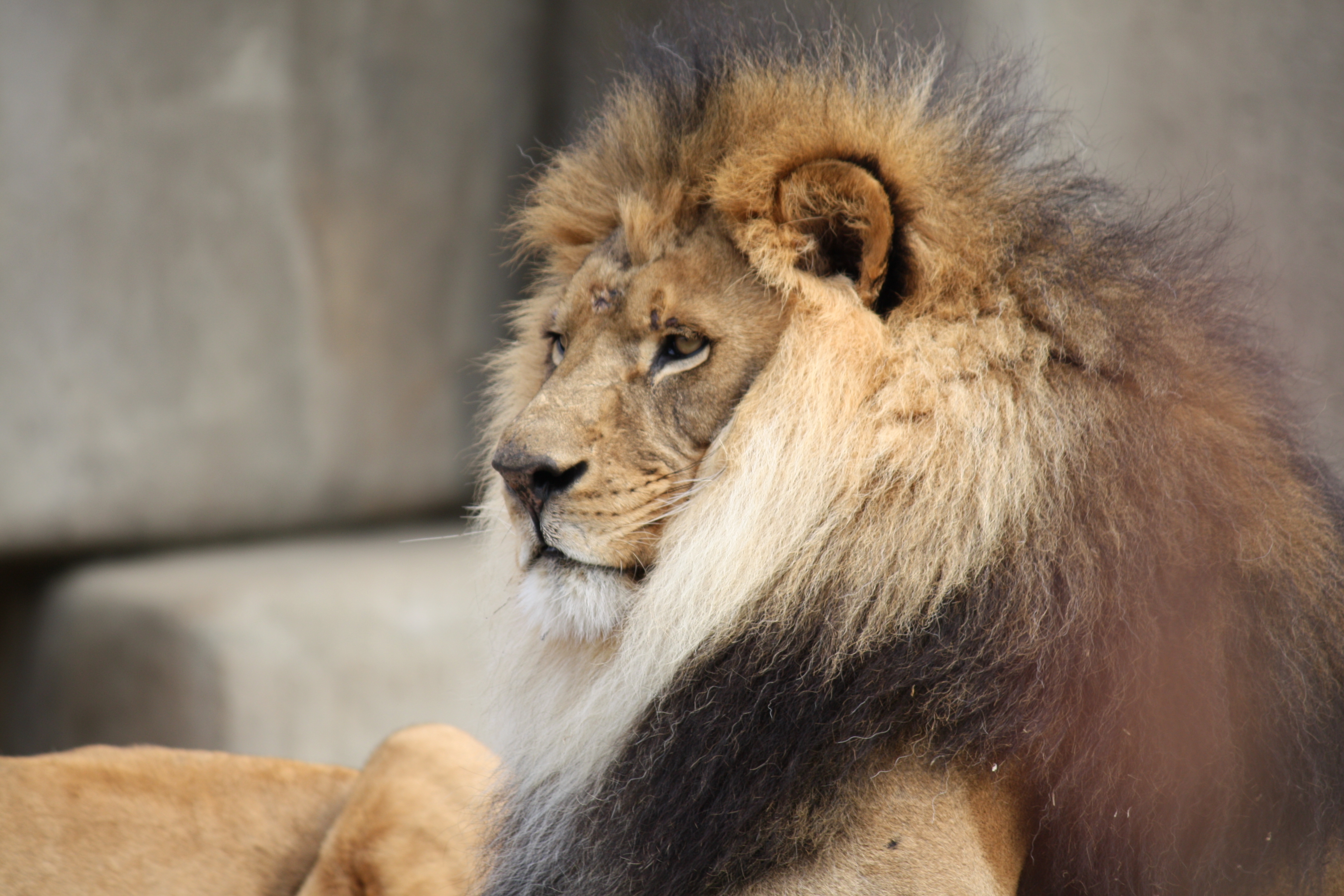 Lion Male Wallpapers - Wallpaper Cave
