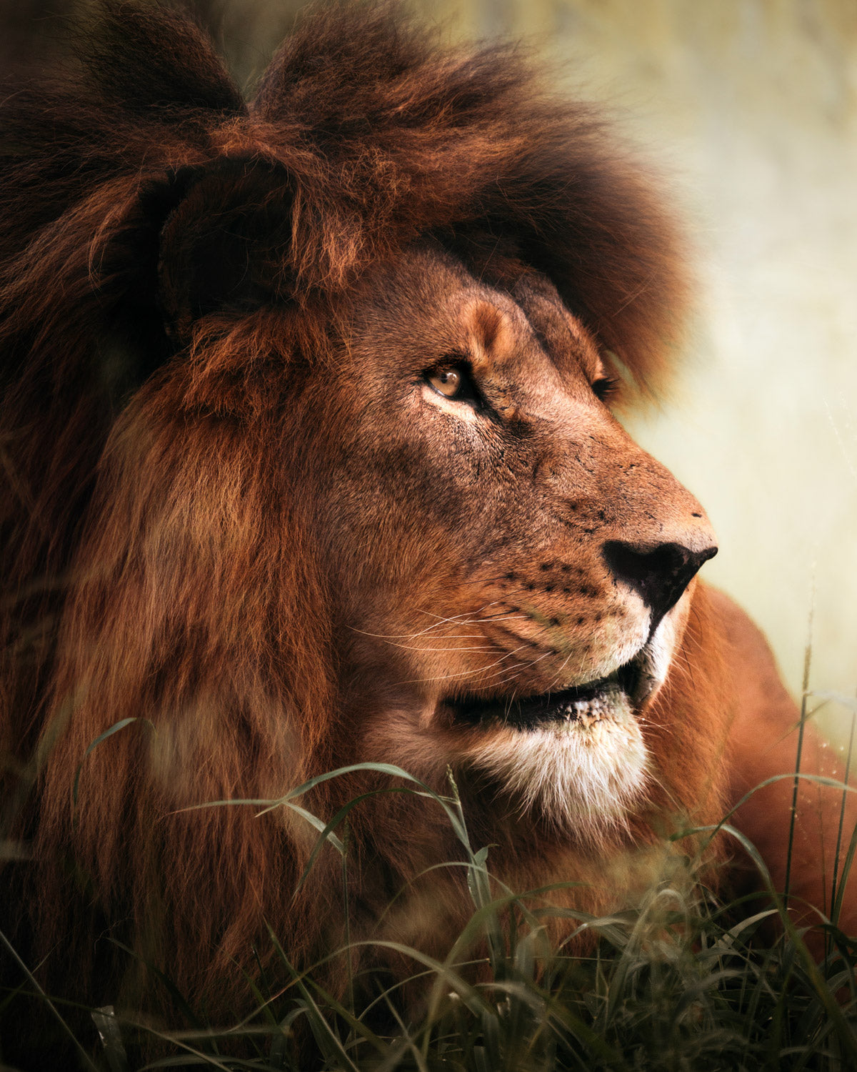 Lion Male Wallpapers - Wallpaper Cave