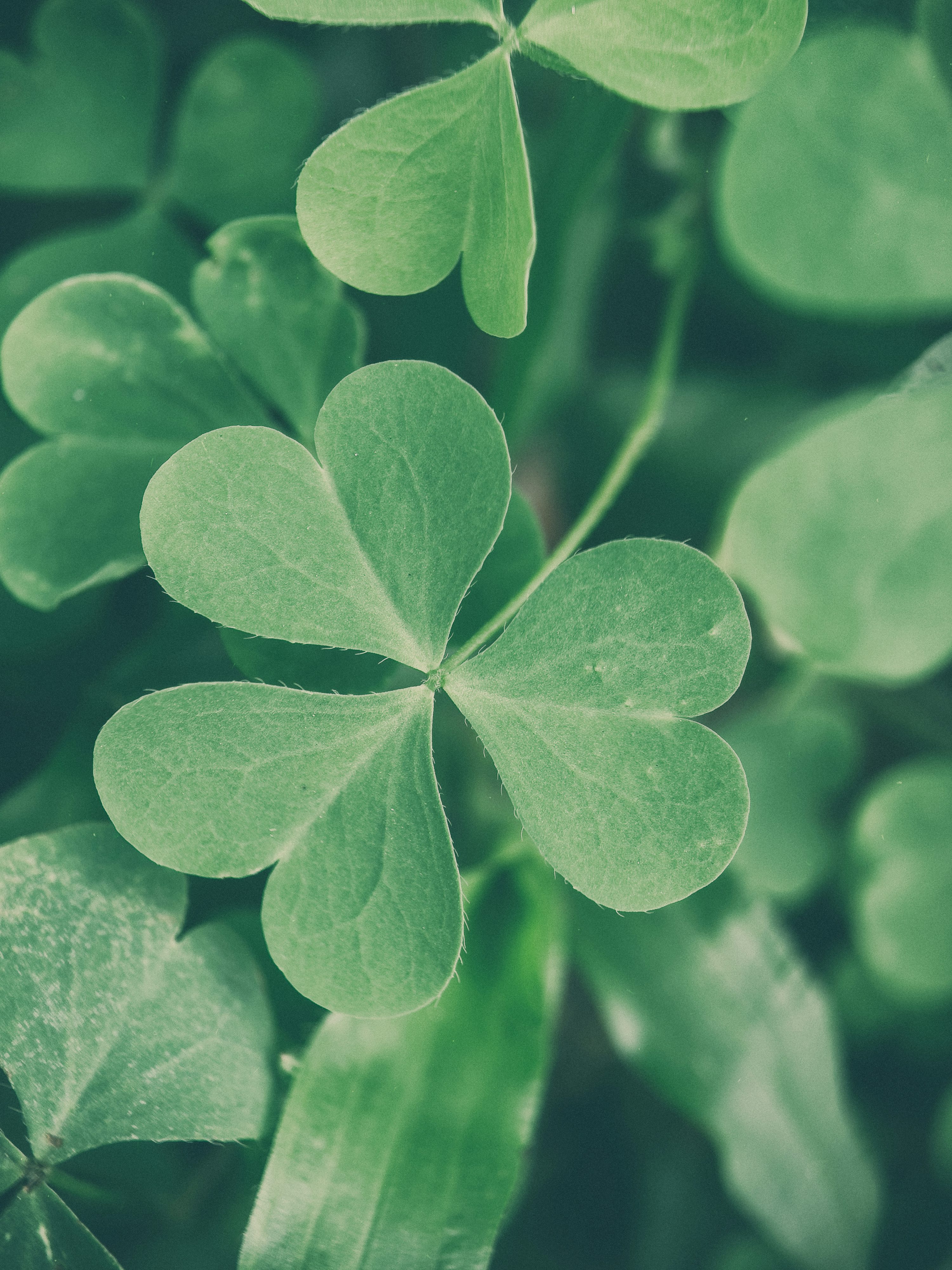 Clovers Wallpapers - Wallpaper Cave
