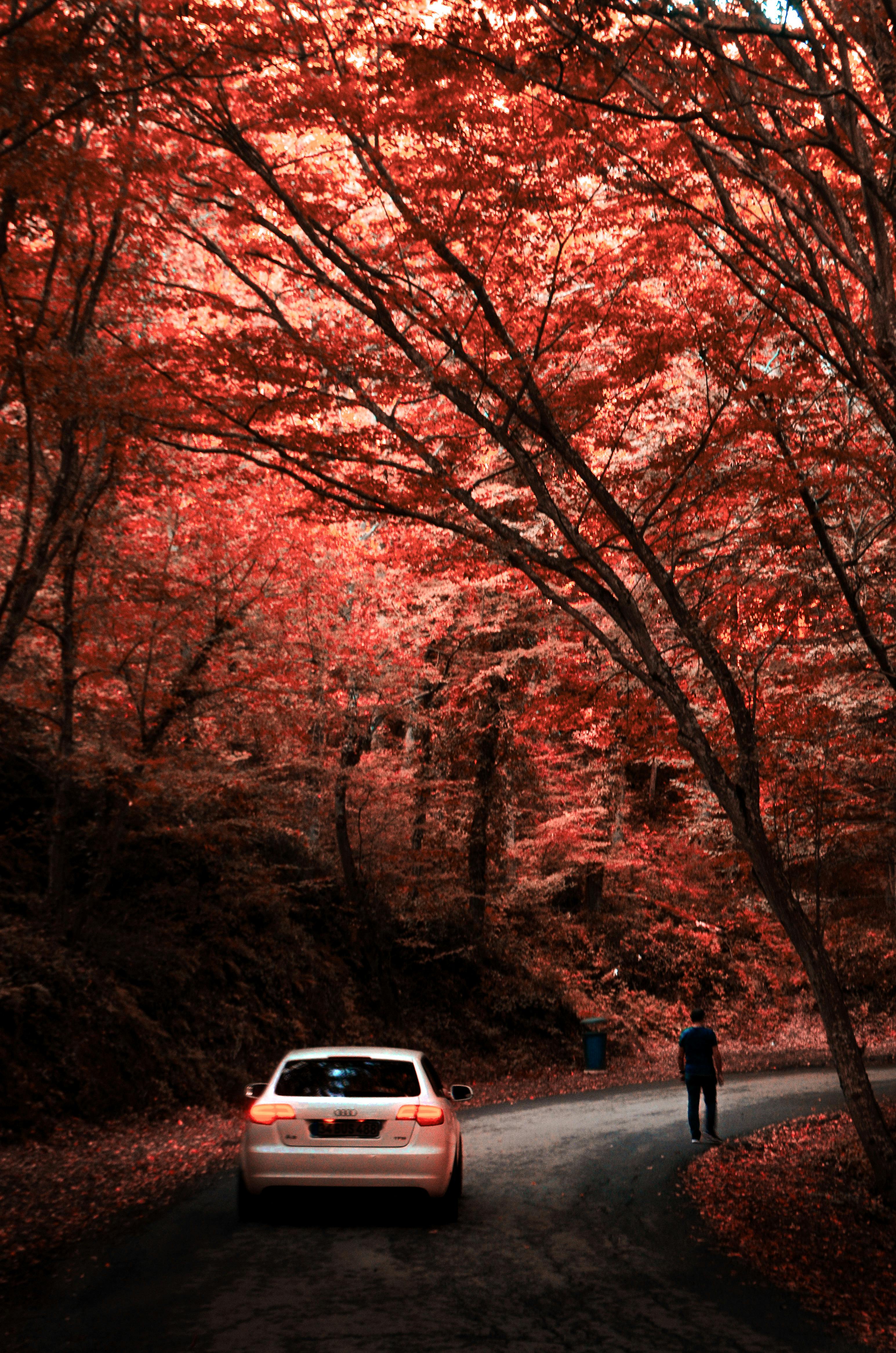 Autumn Forest Car Wallpapers - Wallpaper Cave