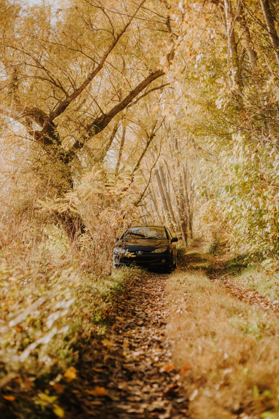 Autumn Forest Car Wallpapers - Wallpaper Cave
