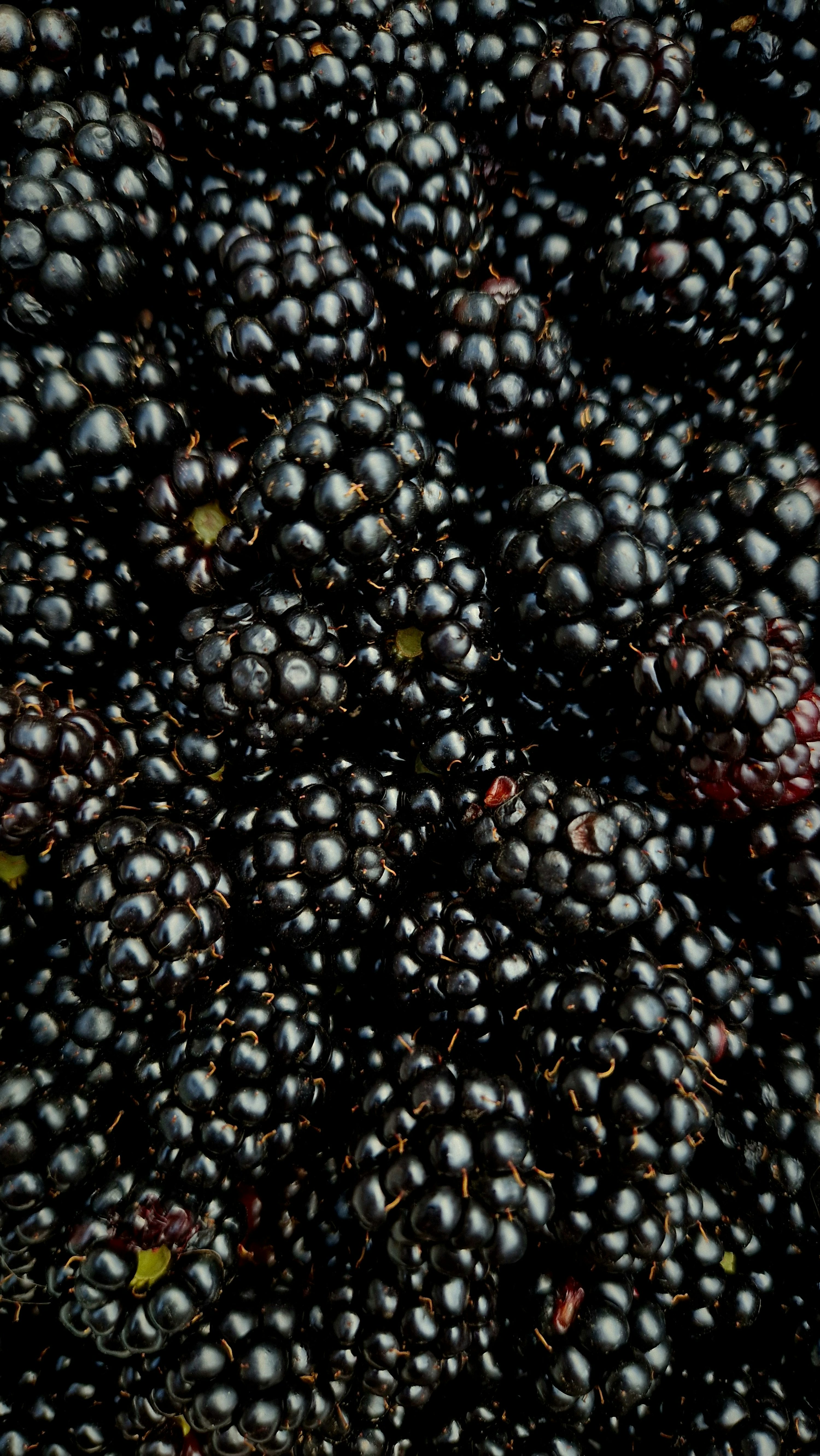 Blackberries Wallpapers - Wallpaper Cave