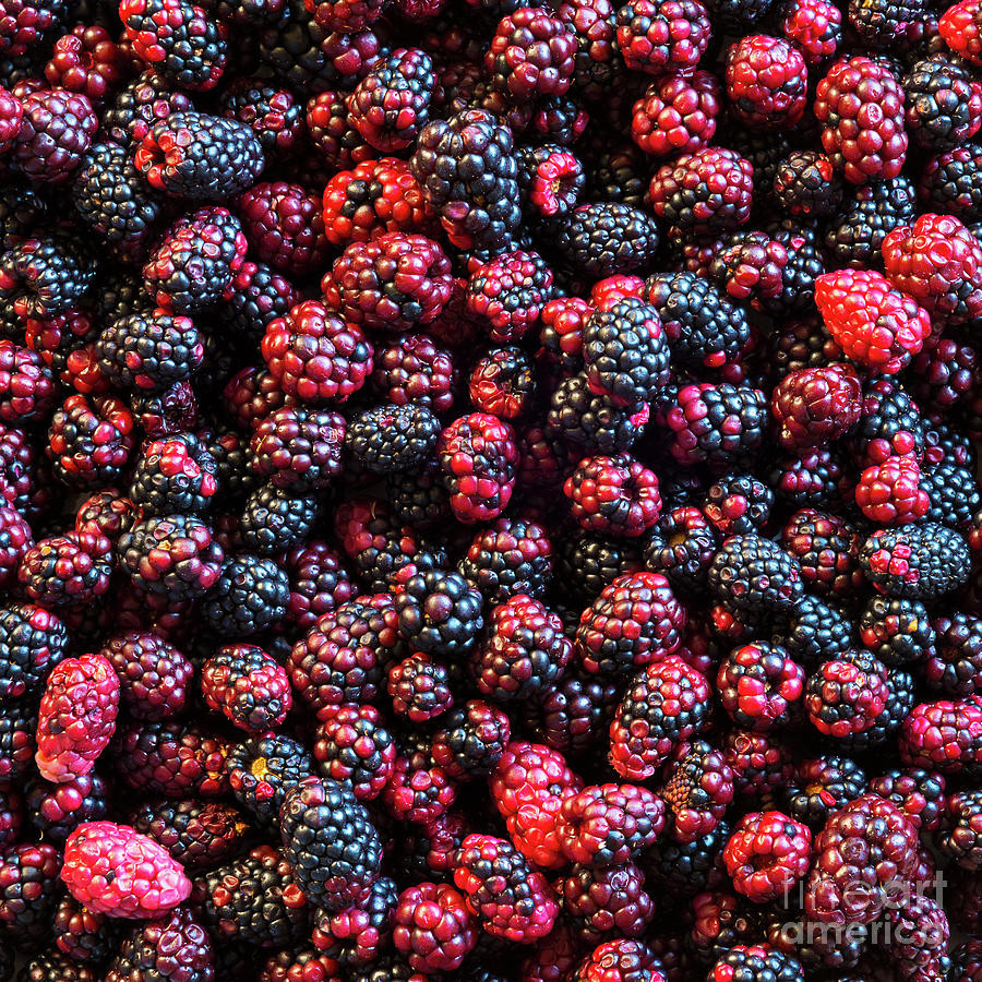 Blackberries Wallpapers - Wallpaper Cave