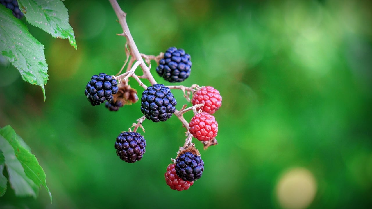 Blackberries Wallpapers - Wallpaper Cave
