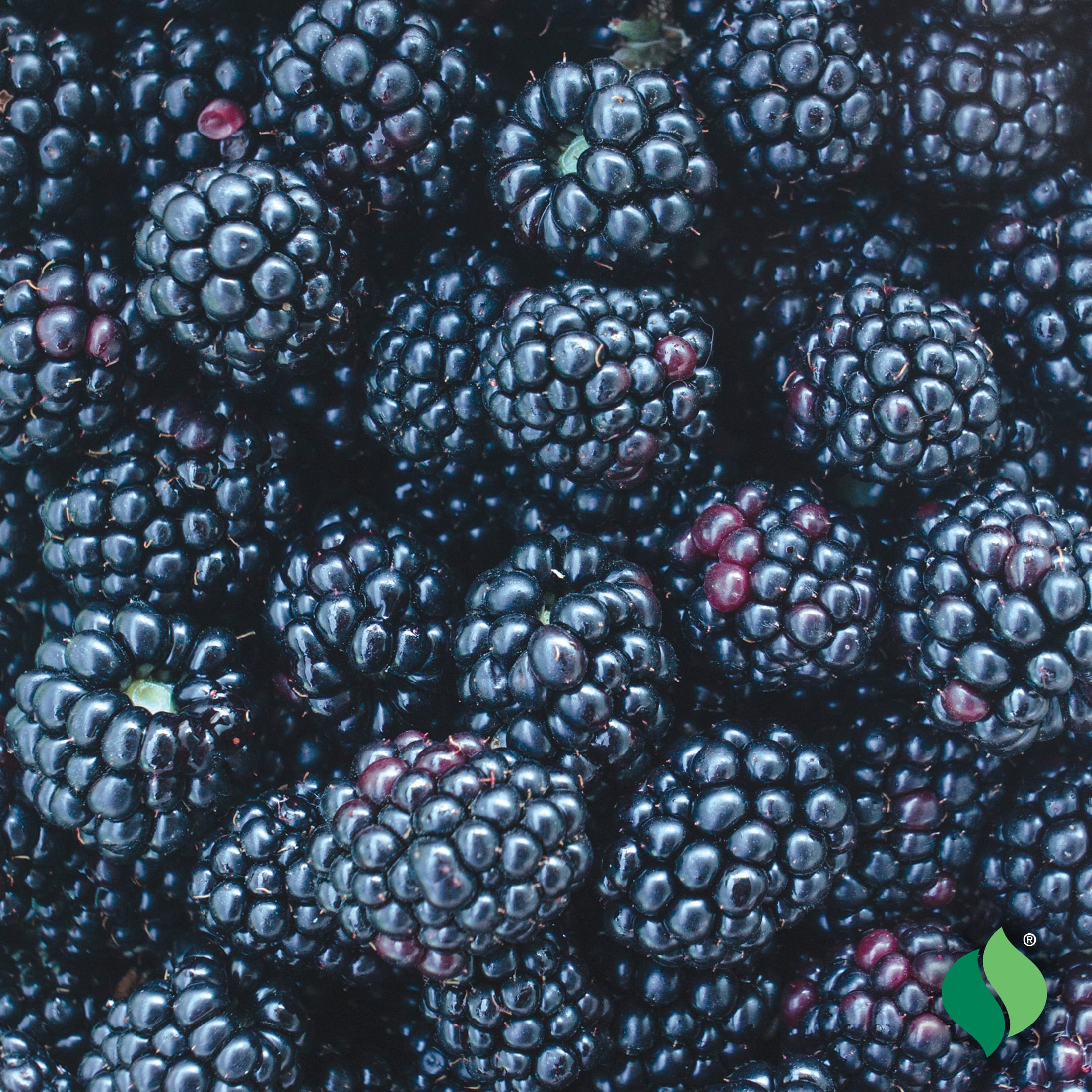Blackberries Wallpapers - Wallpaper Cave