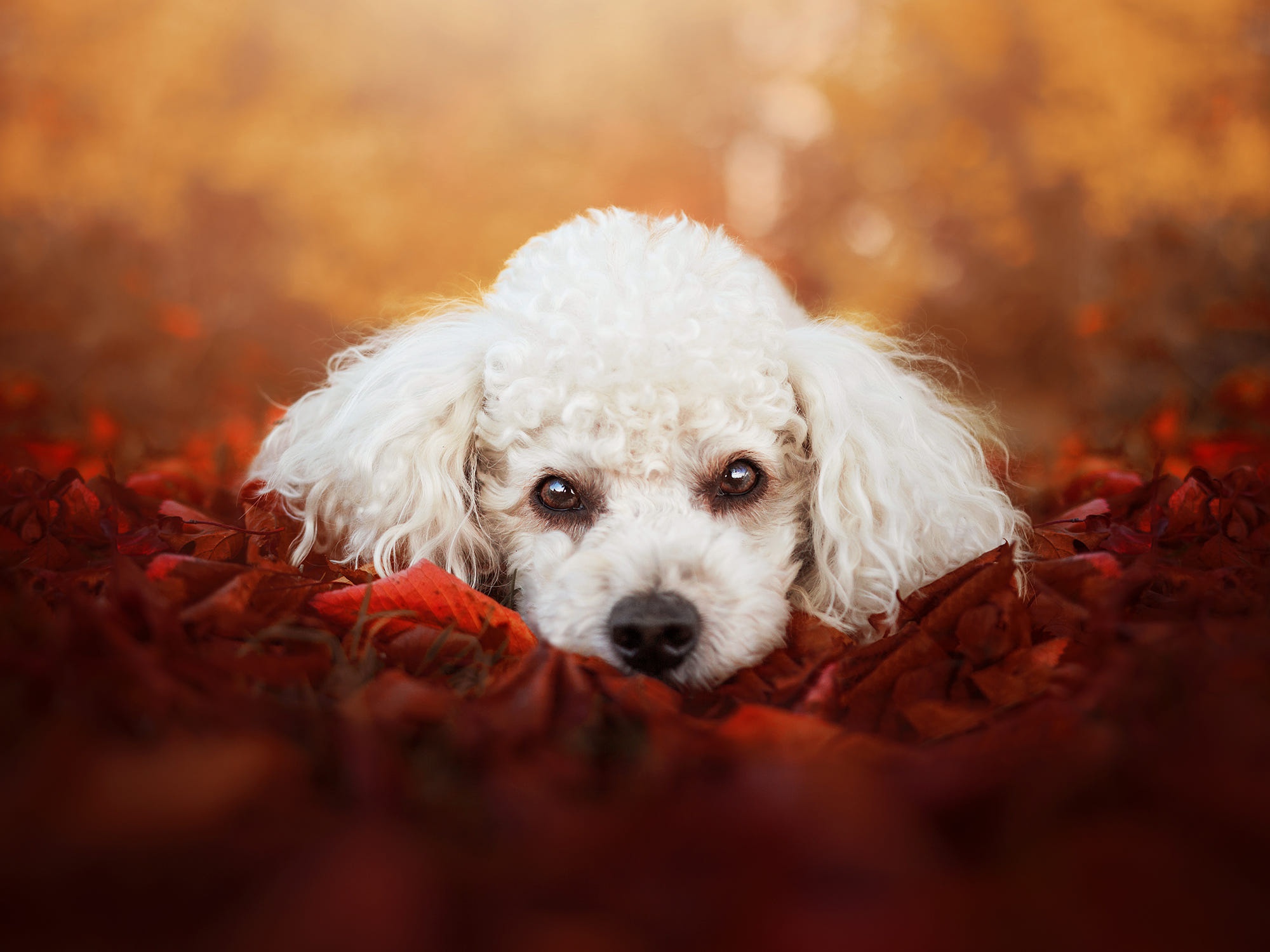 Poodle Puppy Wallpapers - Wallpaper Cave