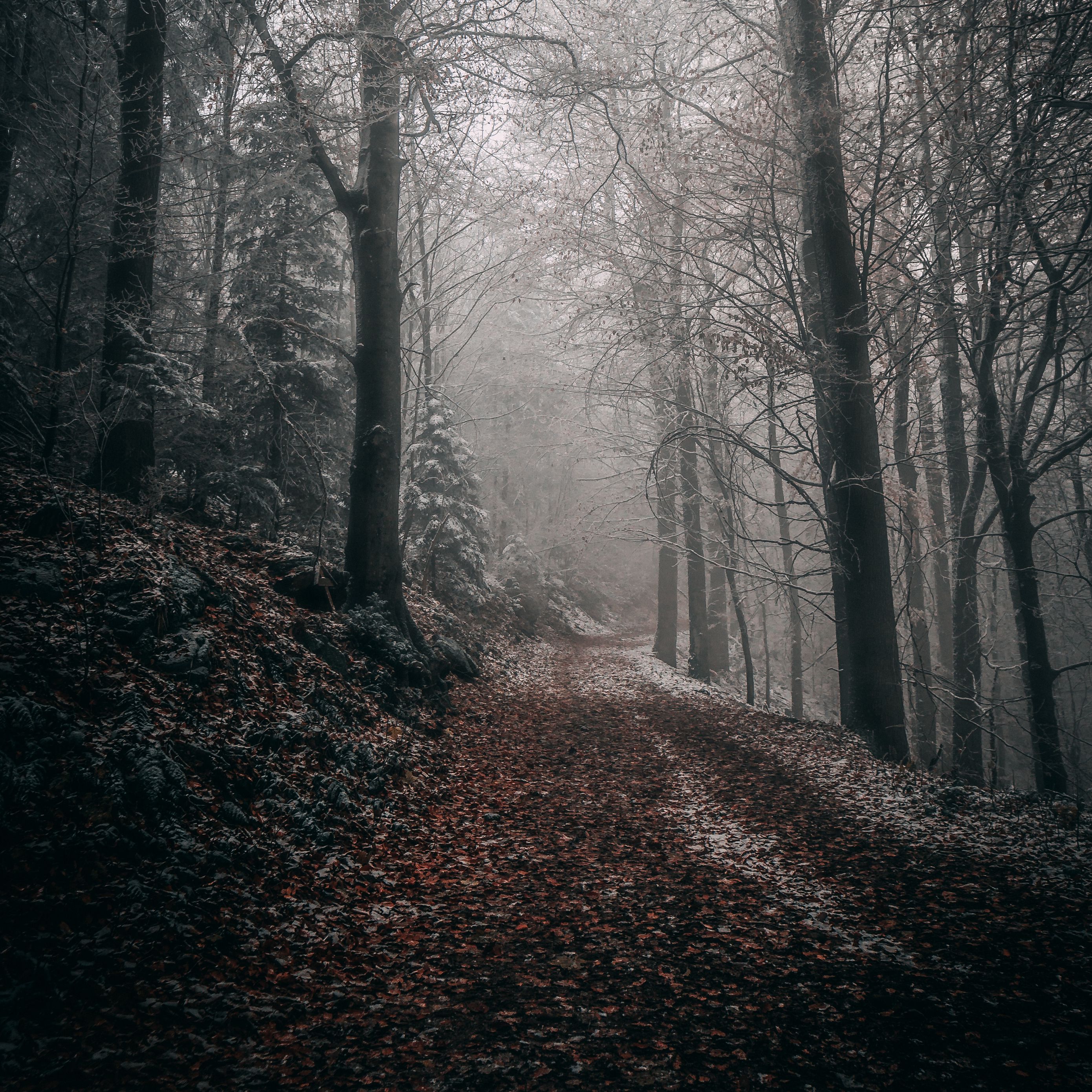 Foggy Autumn Forest iPad Wallpapers - Wallpaper Cave