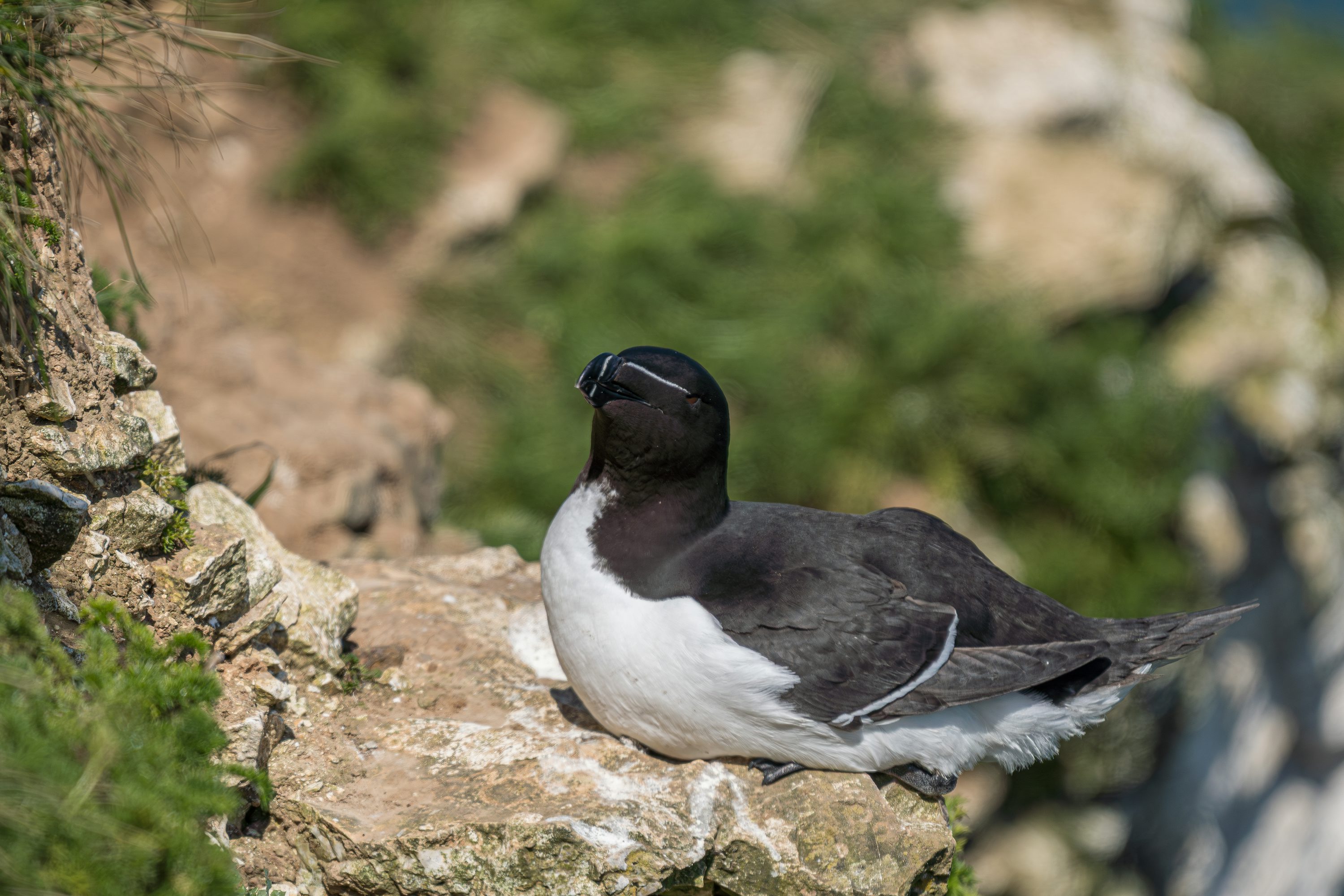 Razorbill Wallpapers - Wallpaper Cave