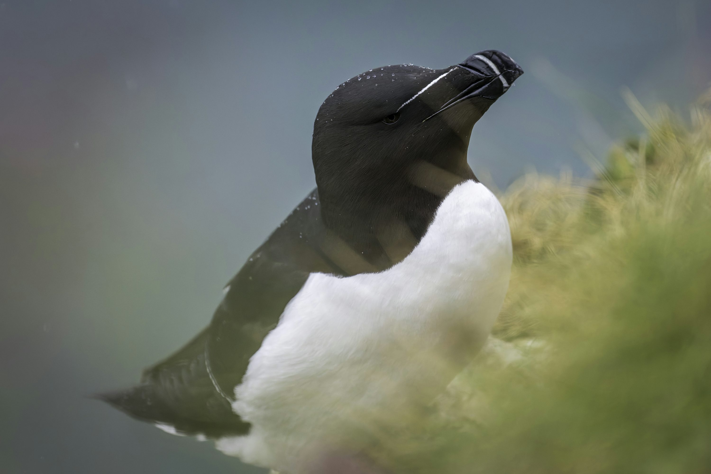 Razorbill Wallpapers - Wallpaper Cave