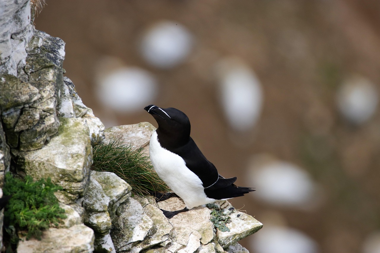 Razorbill Wallpapers - Wallpaper Cave