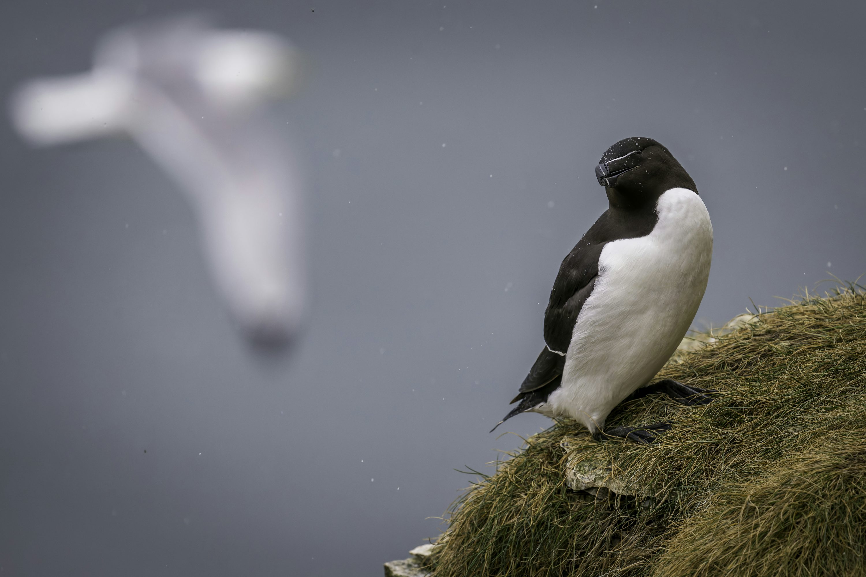 Razorbill Wallpapers - Wallpaper Cave