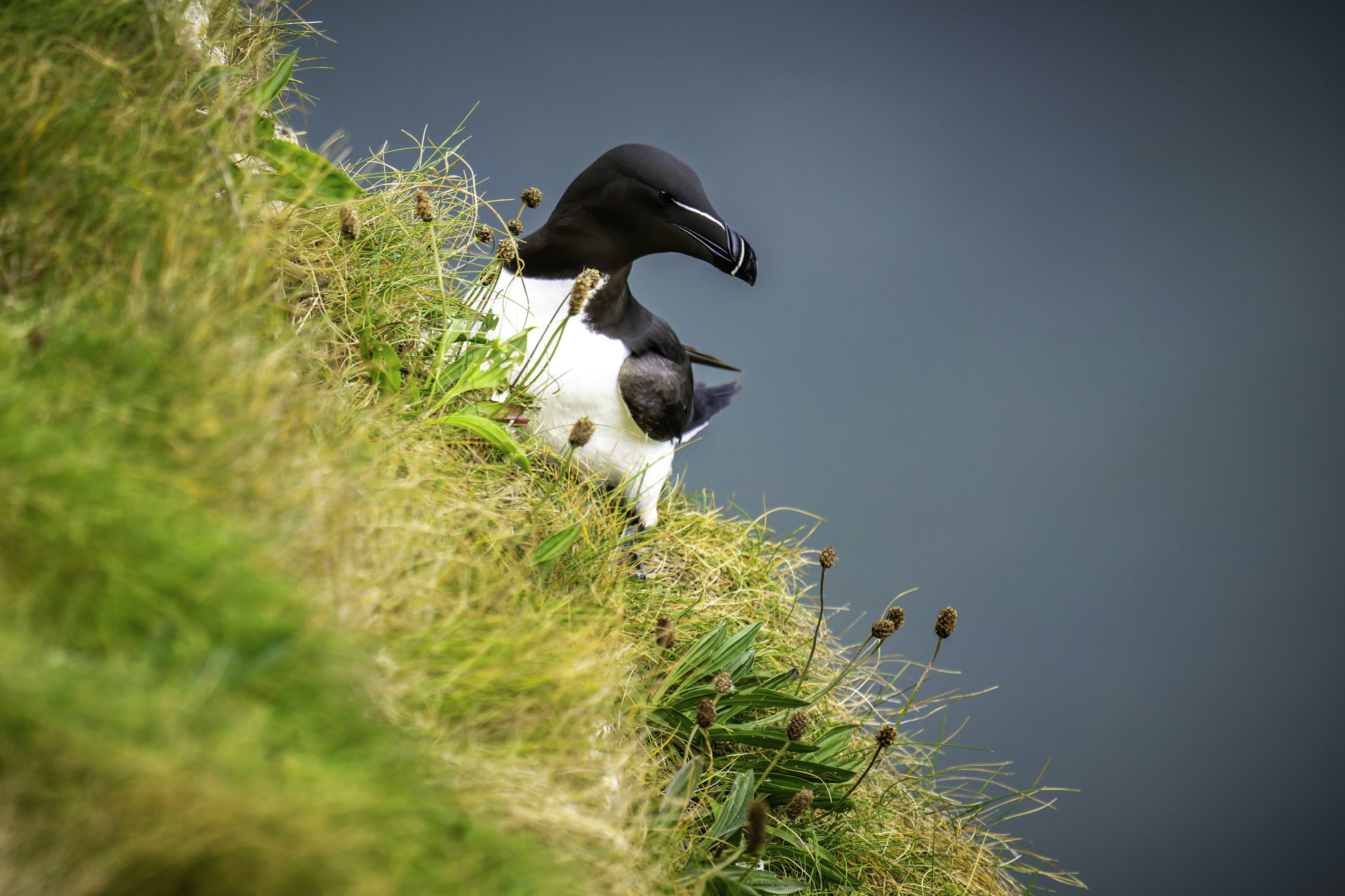 Razorbill Wallpapers - Wallpaper Cave