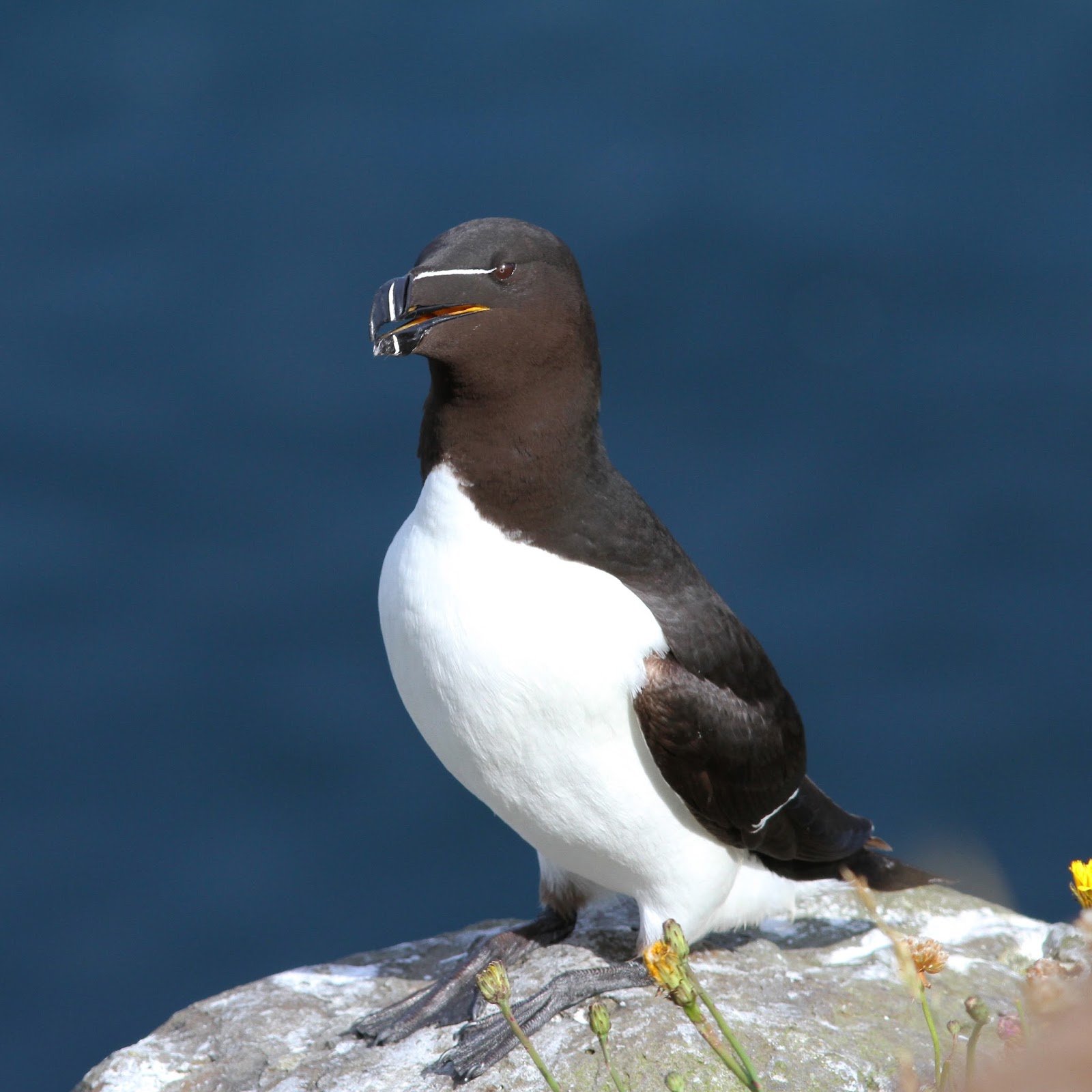 Razorbill Wallpapers - Wallpaper Cave