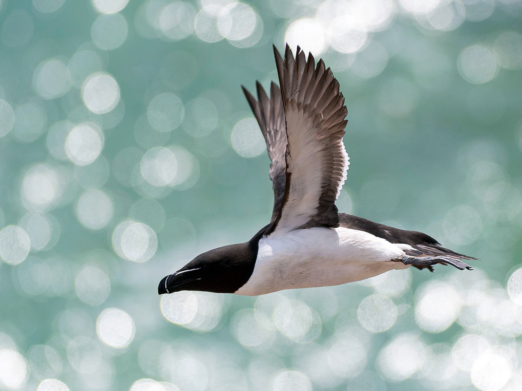 Razorbill Wallpapers - Wallpaper Cave