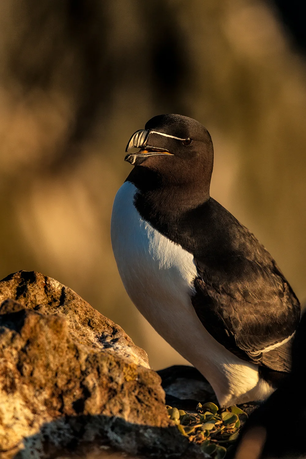 Razorbill Wallpapers - Wallpaper Cave