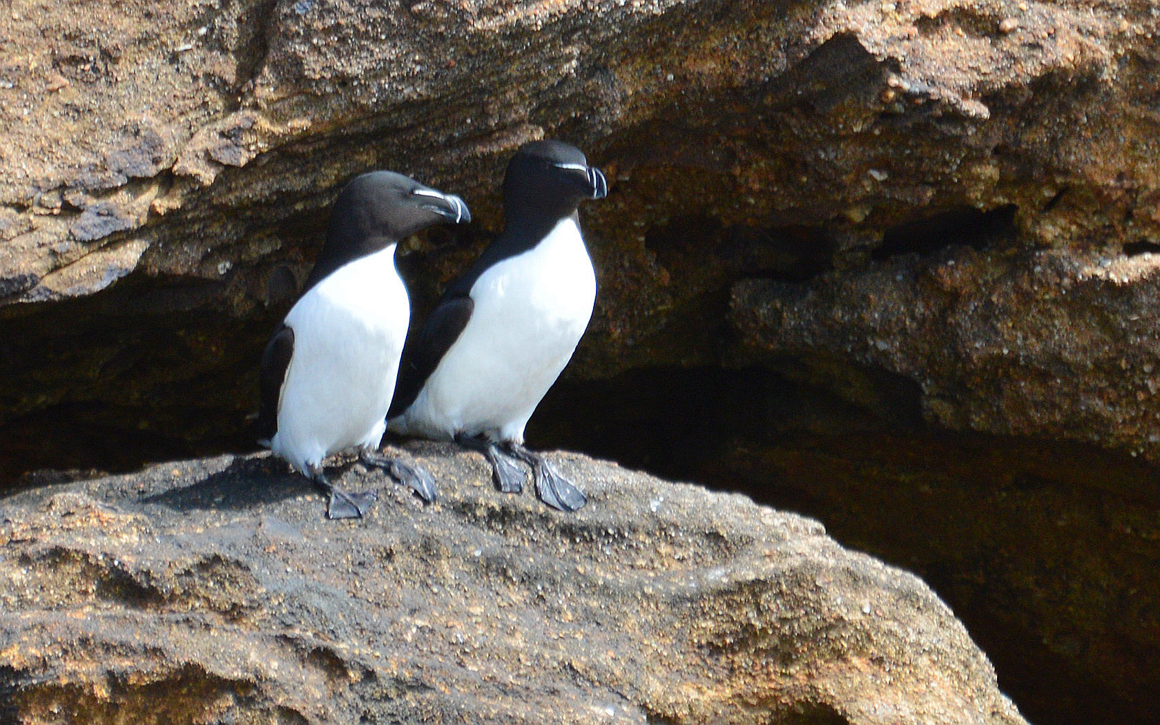 Razorbill Wallpapers - Wallpaper Cave