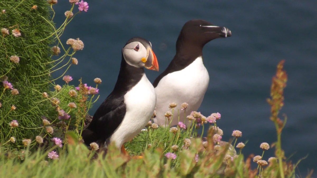 Razorbill Wallpapers - Wallpaper Cave