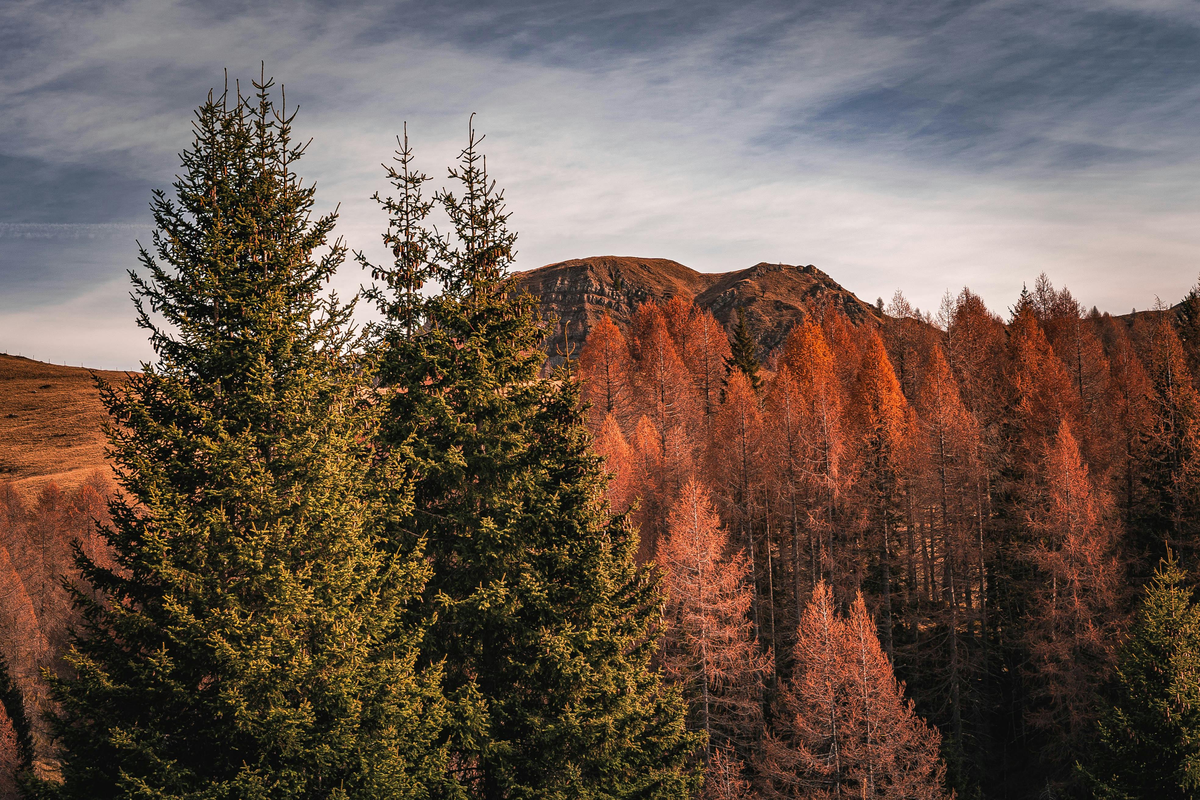 Pine Forest Autumn Wallpapers - Wallpaper Cave