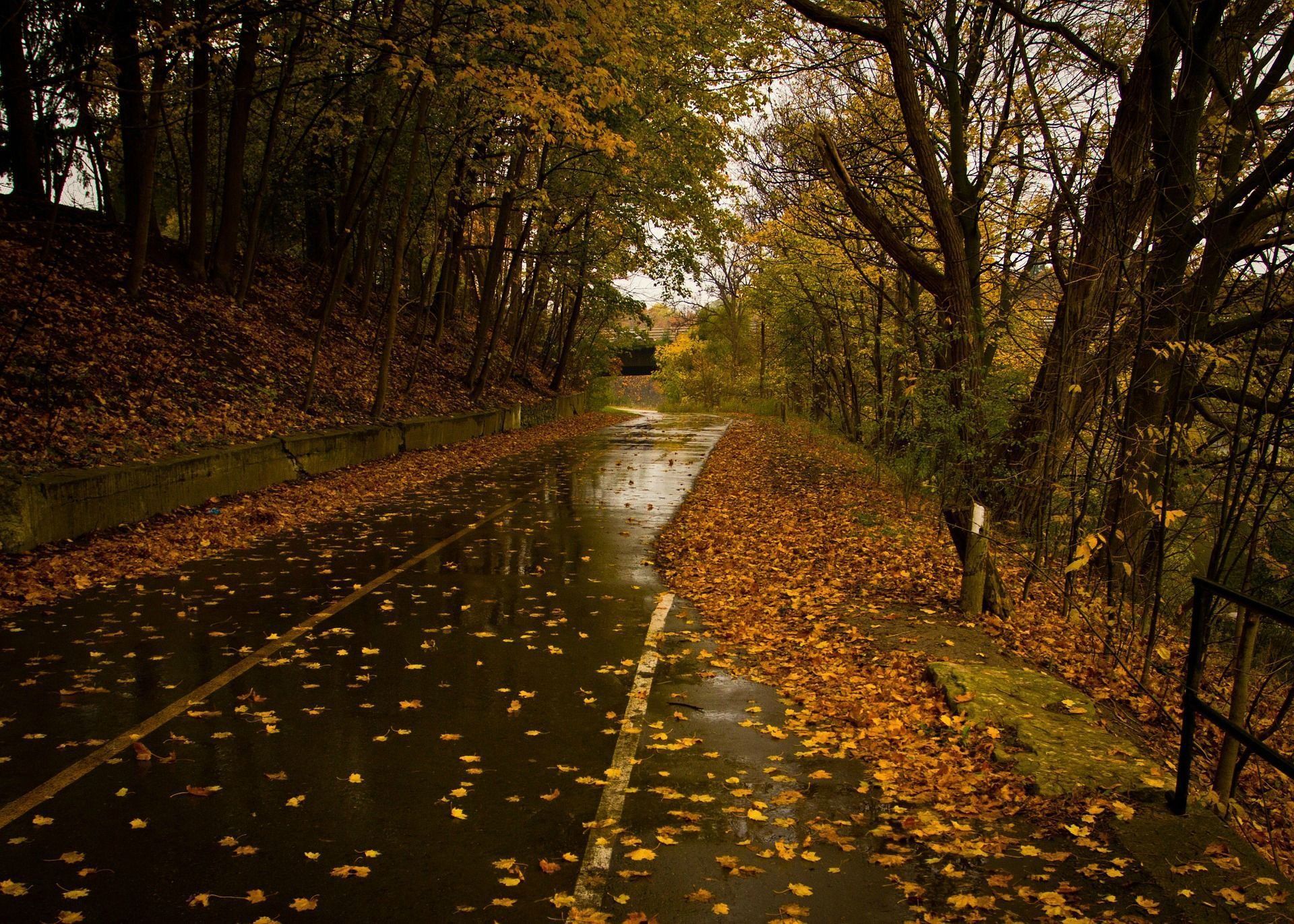 Rainy Autumn Forest Wallpapers - Wallpaper Cave