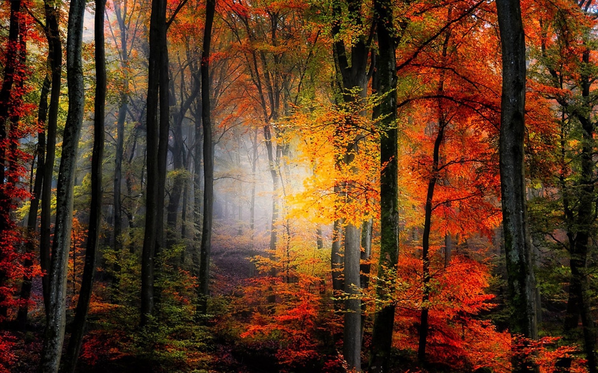 Rainy Autumn Forest Wallpapers - Wallpaper Cave