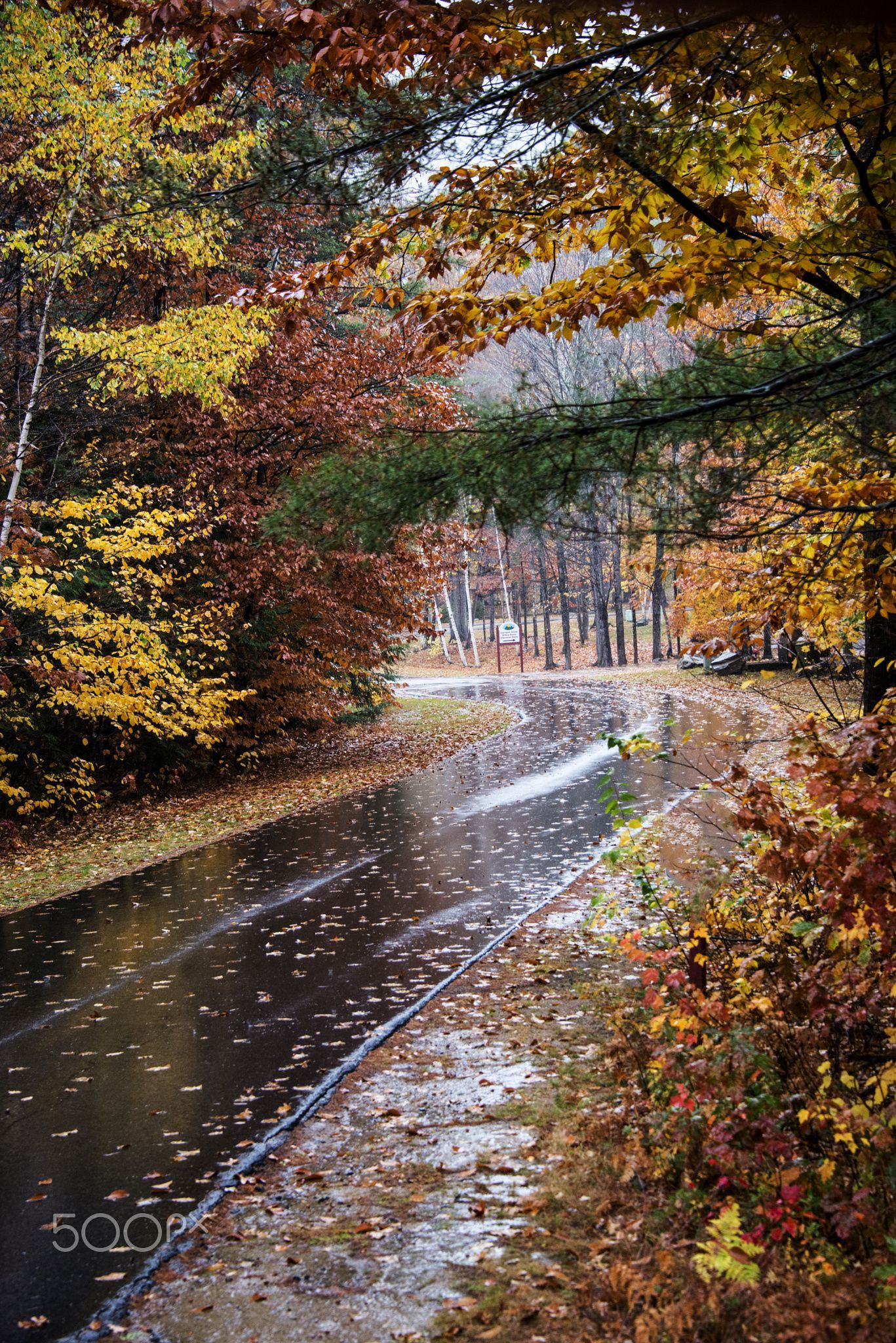 Rainy Autumn Forest Wallpapers - Wallpaper Cave