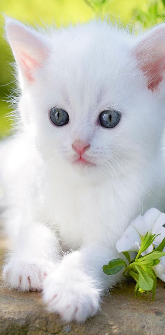 Sweet Cats Wallpapers - Wallpaper Cave