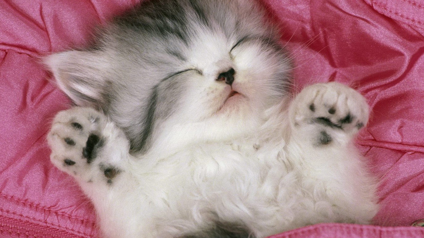 Sweet Cats Wallpapers - Wallpaper Cave